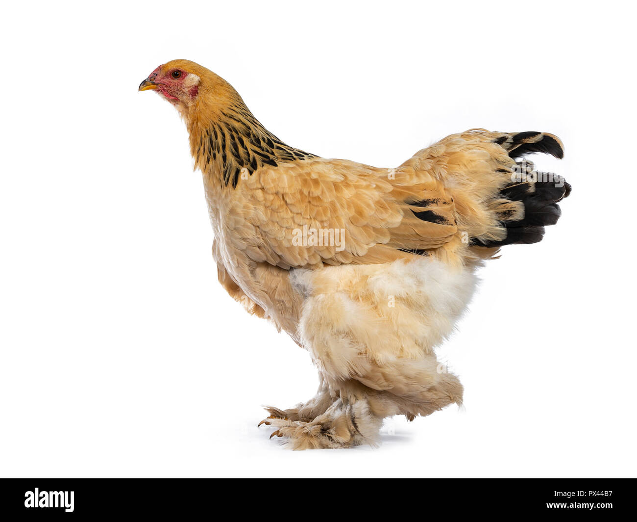 Young Brahma chicken standing / walking side ways looking straight ...