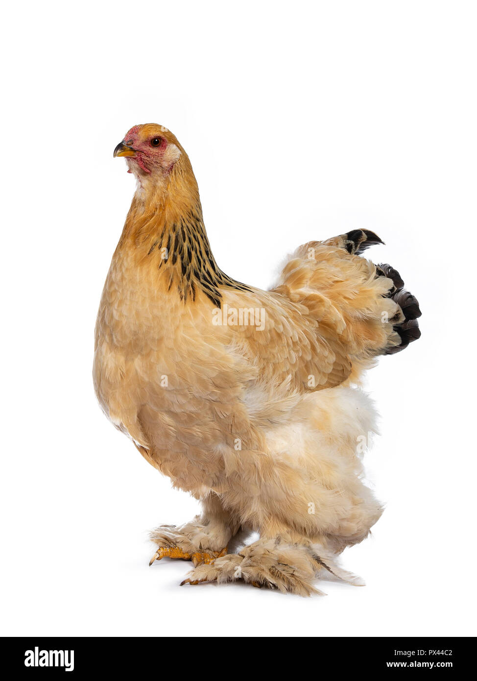 Young Brahma chicken standing side ways and looking straight ahead ...