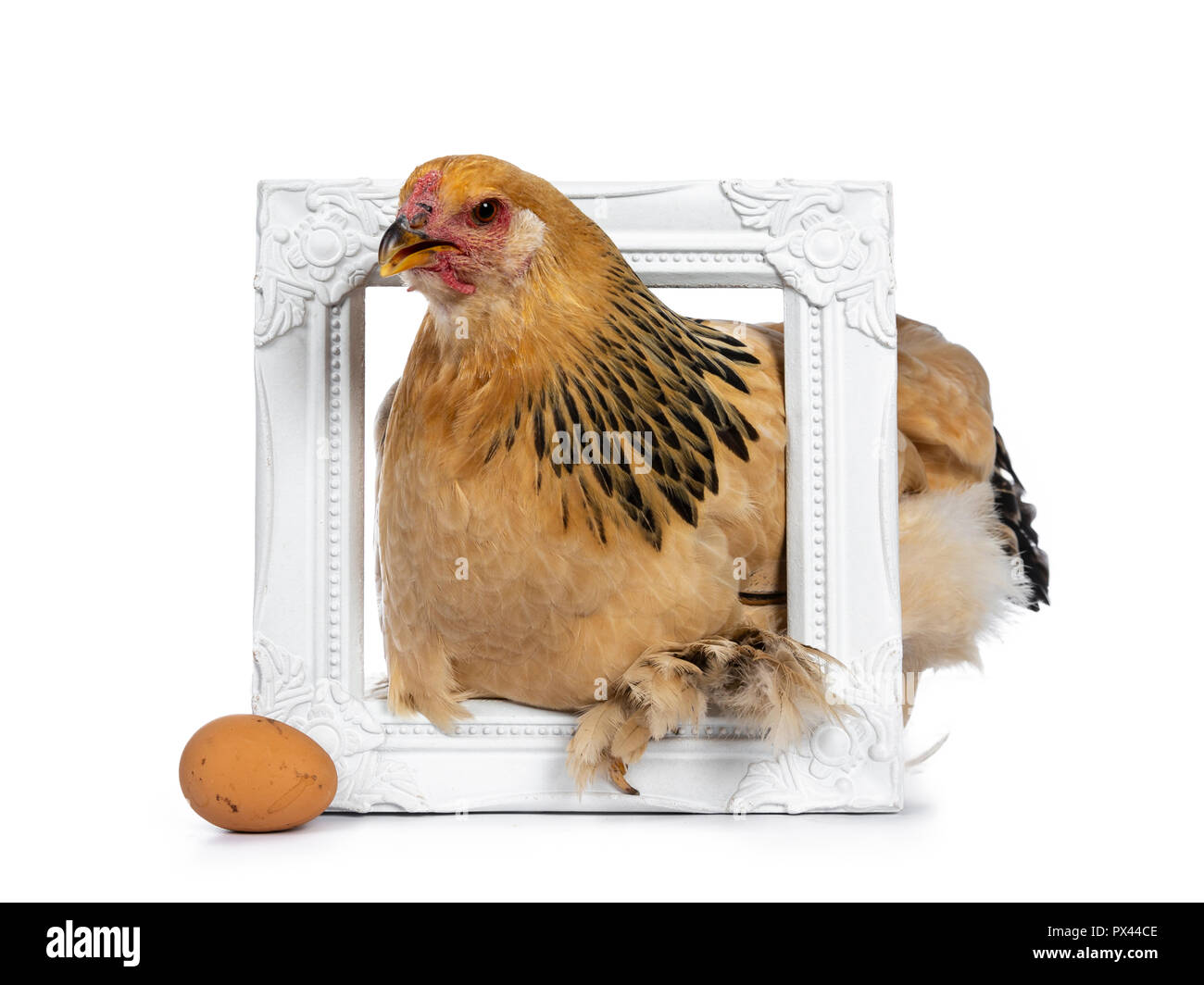 Young Brahma chicken sitting in white photo frame with brown egg ...