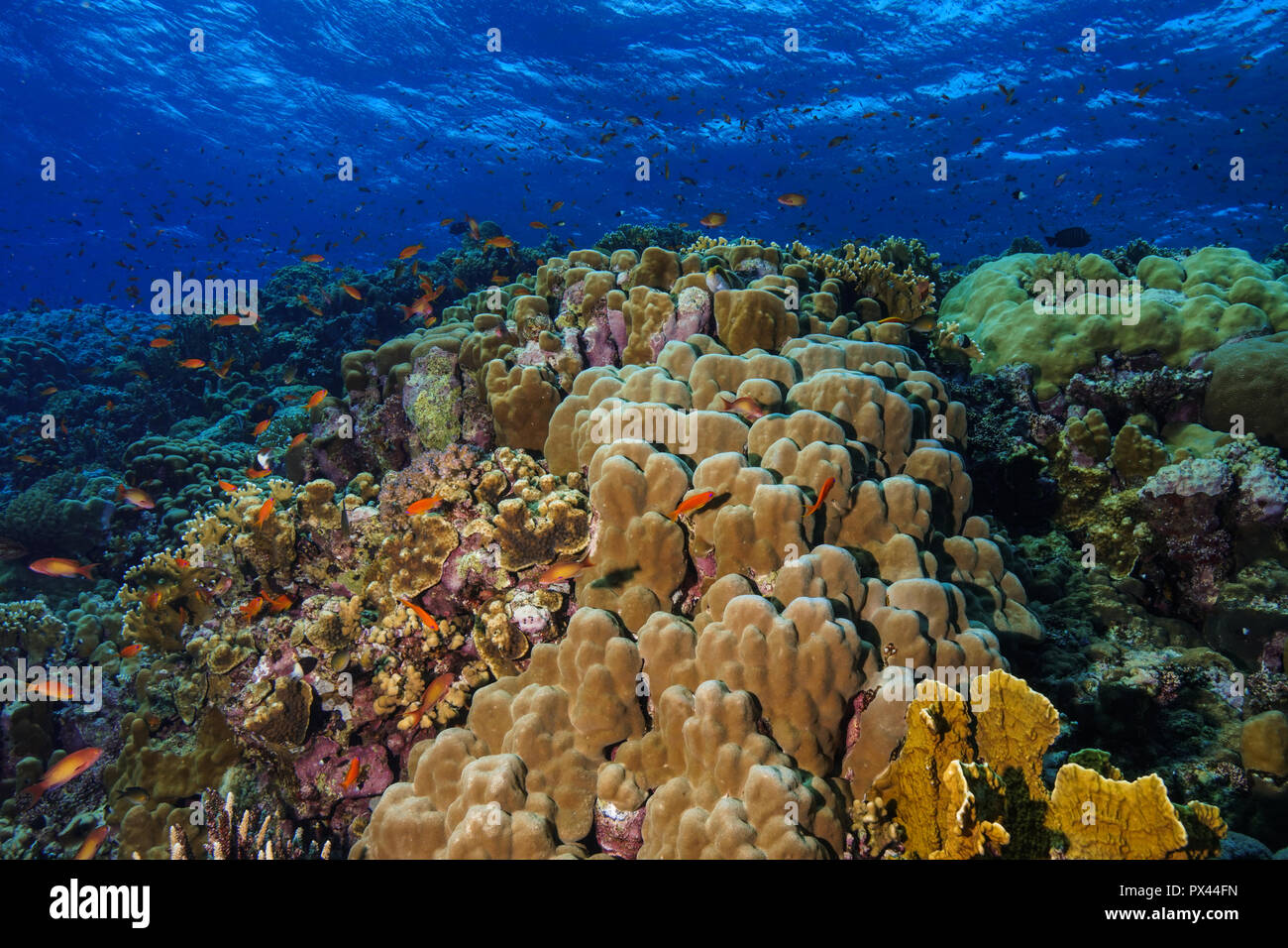 Coral Reef shallow landscape view at the Red Sea Stock Photo - Alamy