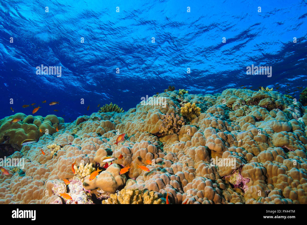 Coral Reef shallow landscape view at the Red Sea Stock Photo - Alamy
