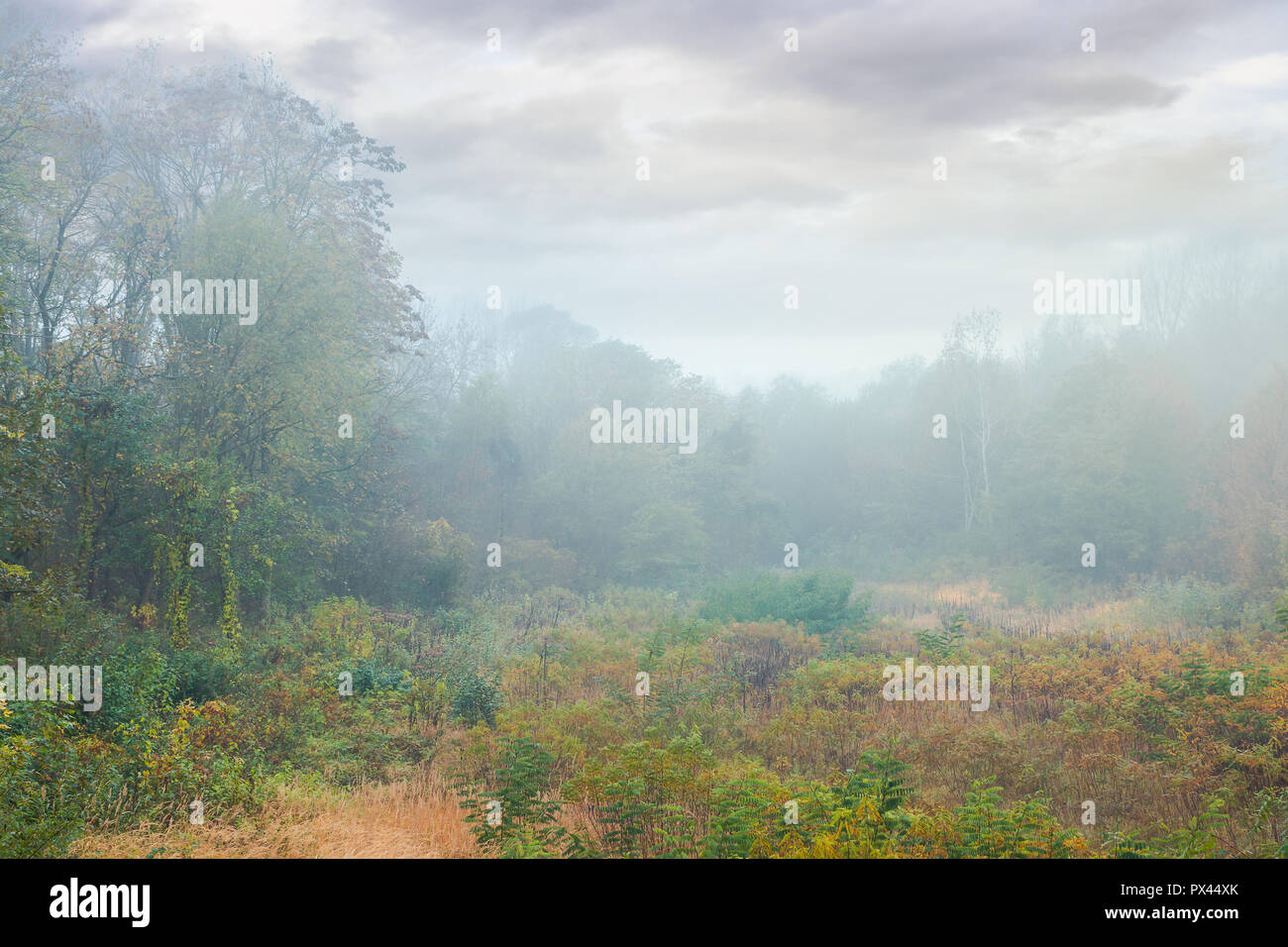 Gloomy autumn fog in park hi-res stock photography and images - Alamy