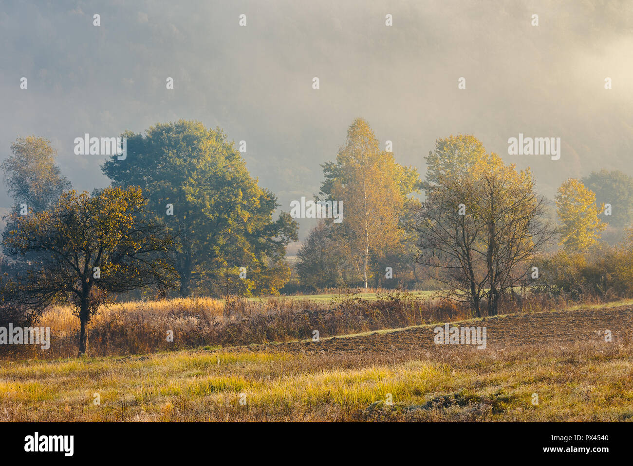 trees in fall color. beautiful weather conditions at sunrise Stock ...
