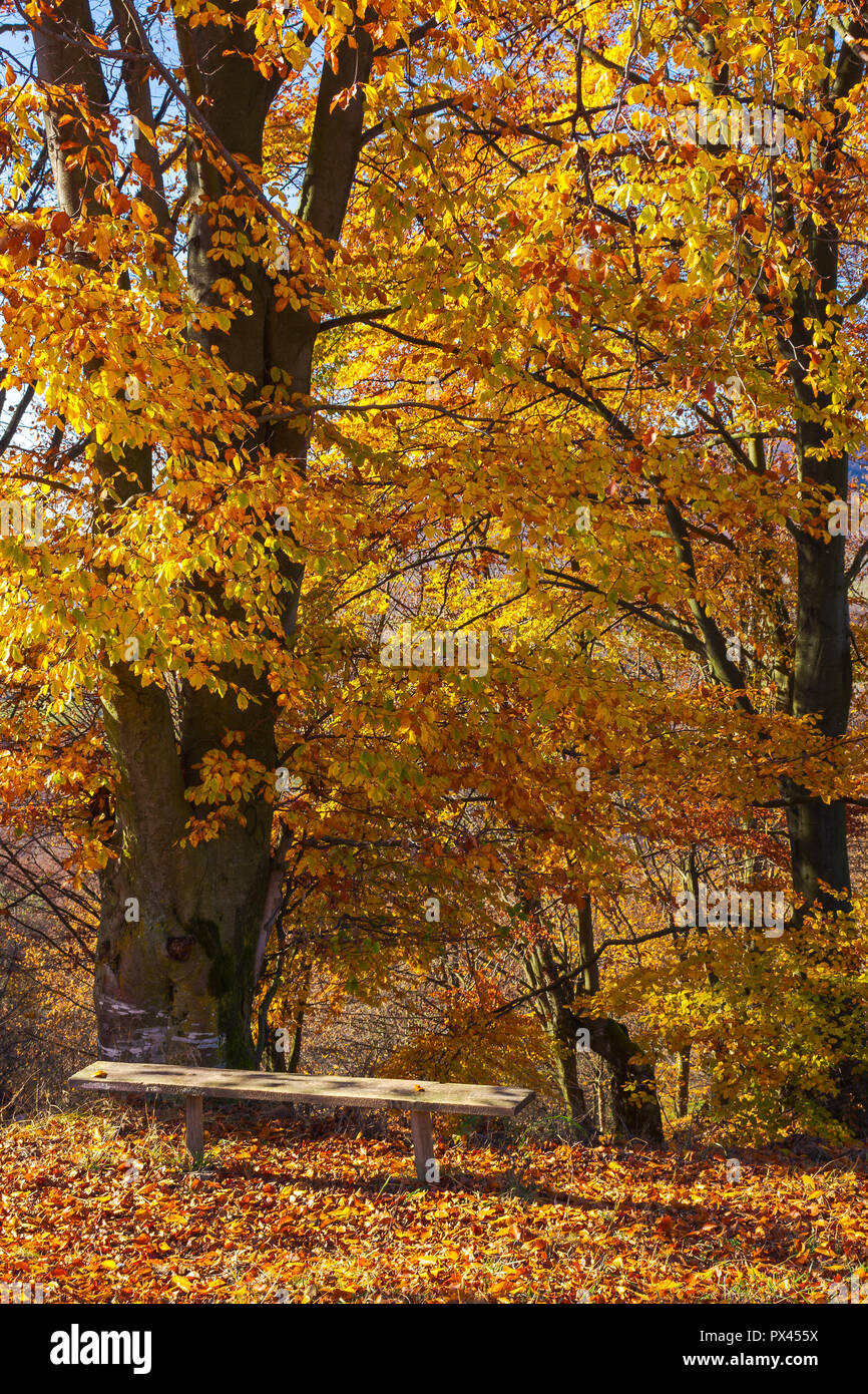 handmade wooden bench under the tree in fall colors. beautiful sunny ...