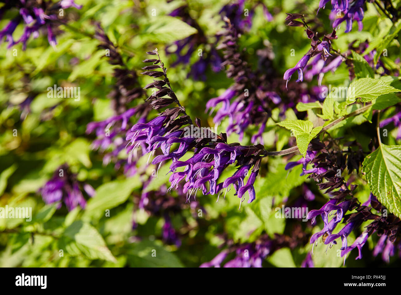 Salvia border hi-res stock photography and images - Alamy