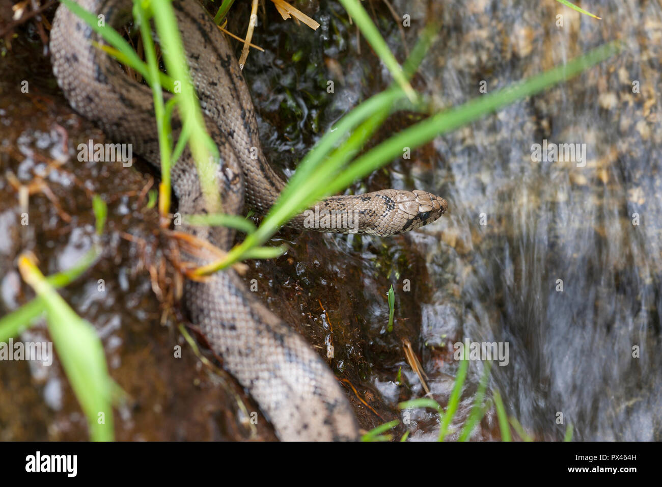 Ladder Snake (Zamenis scalaris Stock Photo - Alamy