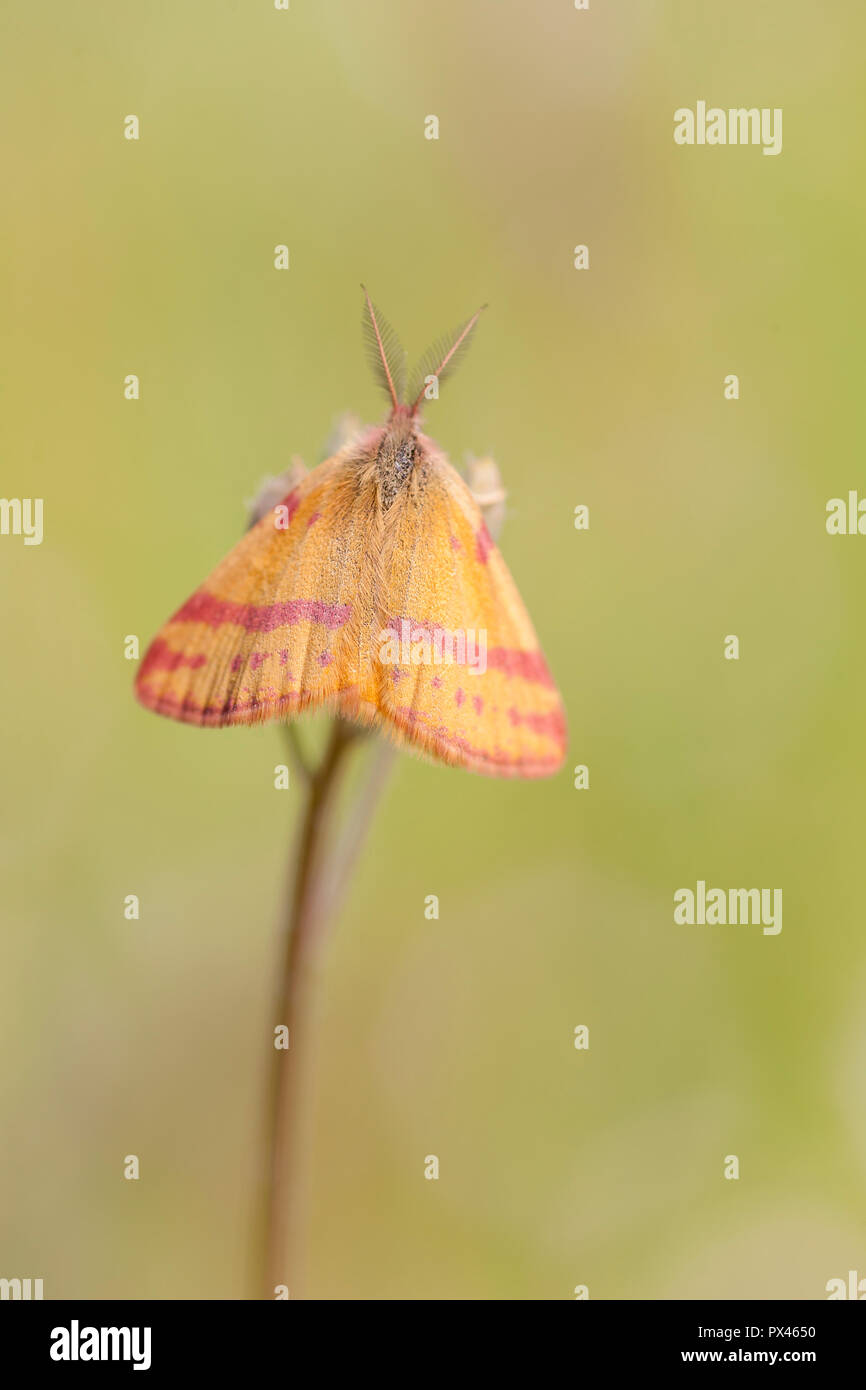 Lythria sanguinaria moth Stock Photo - Alamy