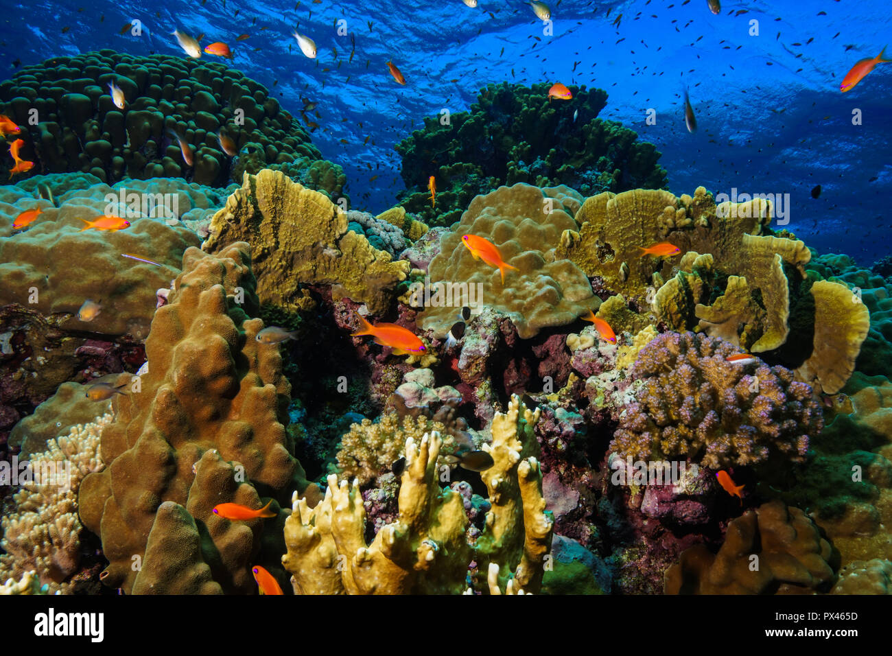 Coral Reef shallow landscape view at the Red Sea Stock Photo - Alamy