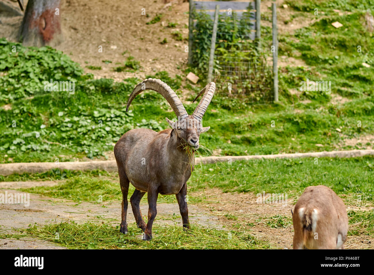 Alpenwildpark in Bregenz (Pfänder Stock Photo - Alamy
