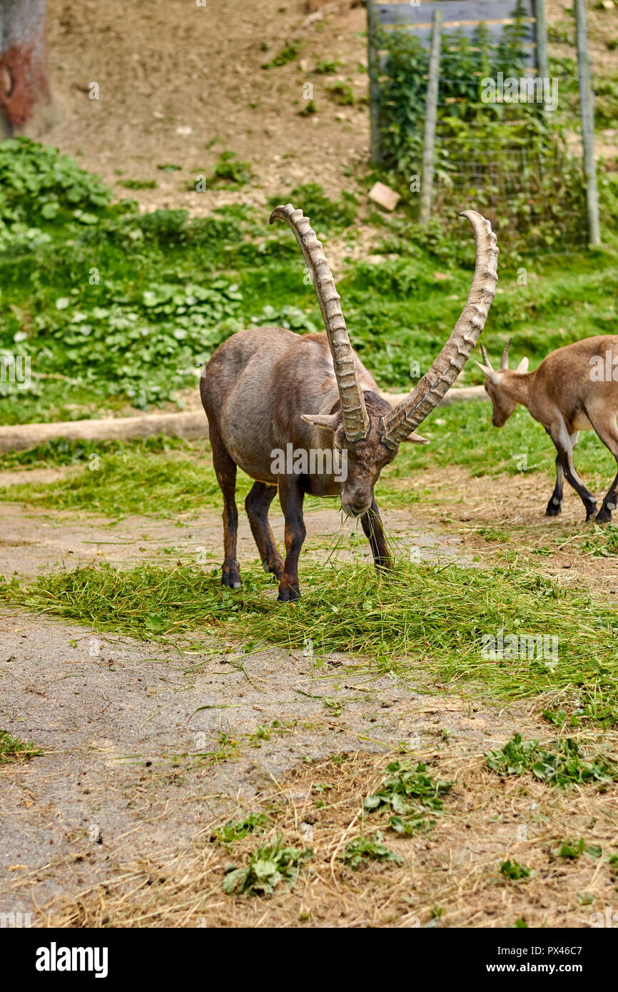 Alpenwildpark in Bregenz (Pfänder Stock Photo - Alamy