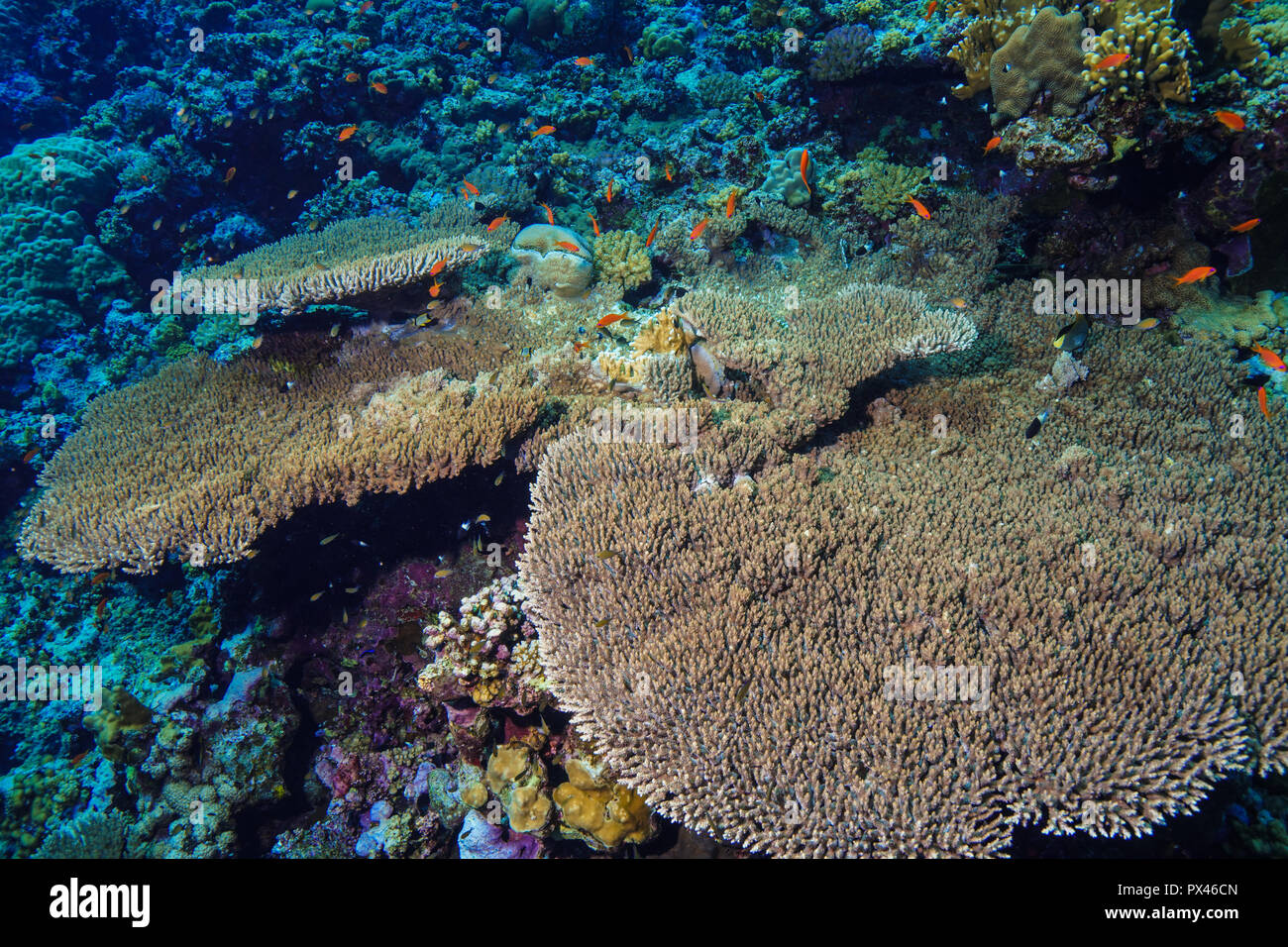 coral reef landscape view at the Red Sea Stock Photo - Alamy
