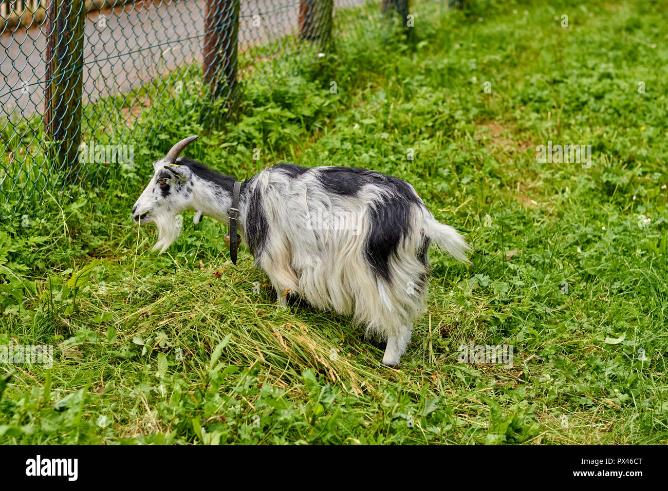 Alpenwildpark in Bregenz (Pfänder Stock Photo - Alamy