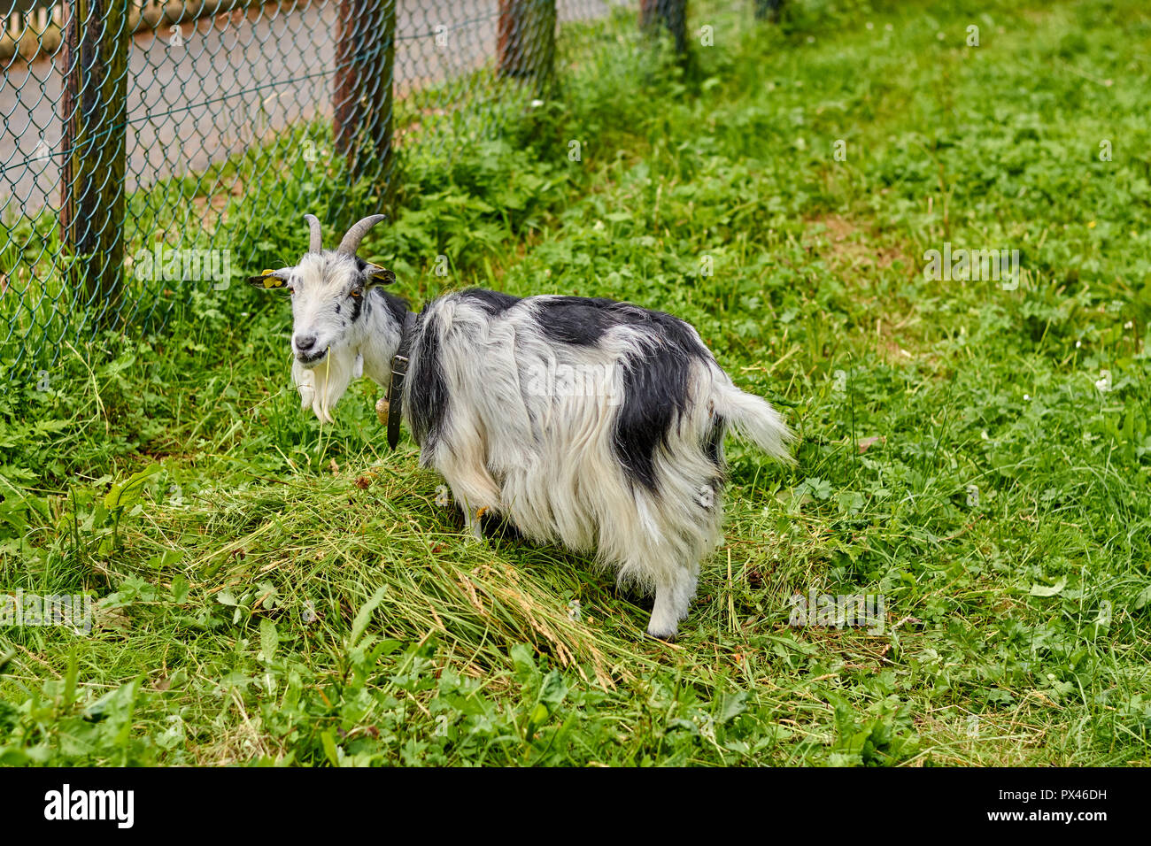 Alpenwildpark in Bregenz (Pfänder Stock Photo - Alamy