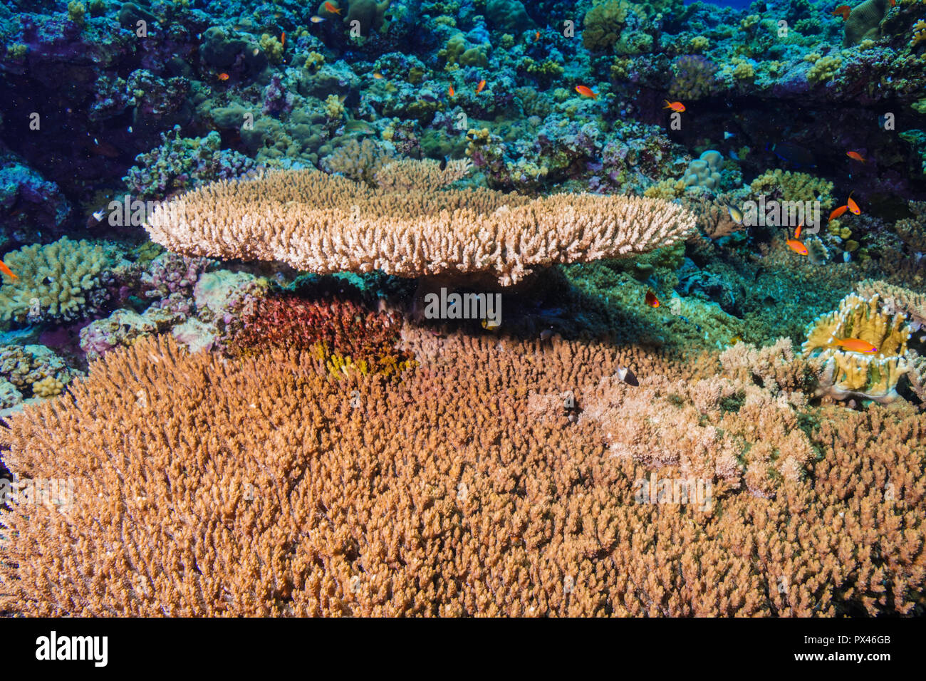 coral reef landscape view at the Red Sea Stock Photo - Alamy