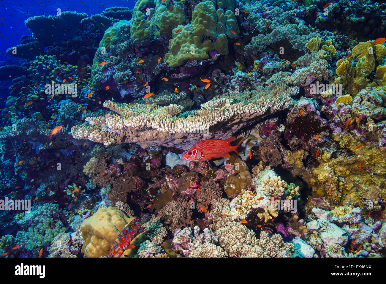 coral reef landscape view at the Red Sea Stock Photo - Alamy