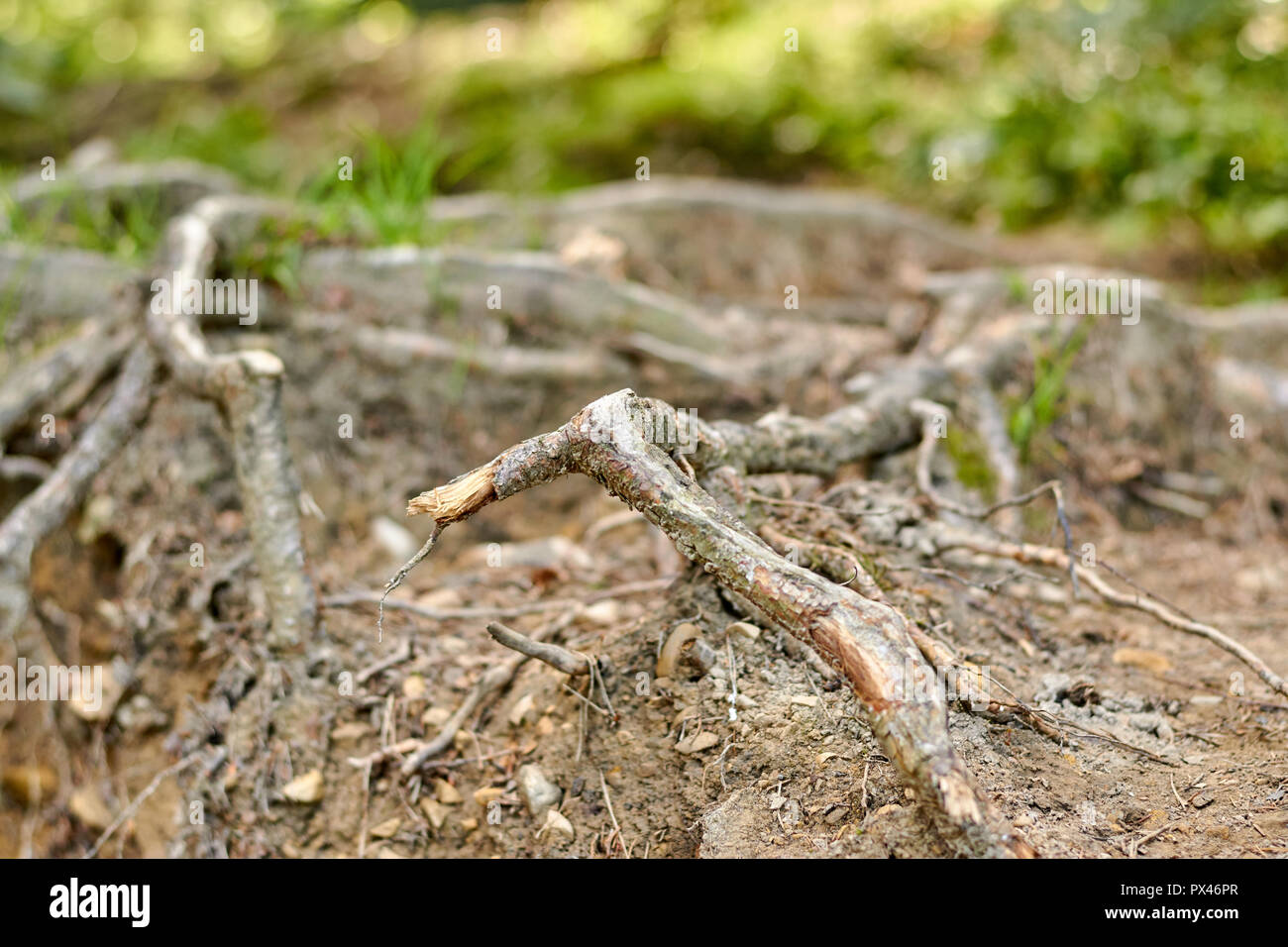 roots of a tree on a hiking trail Stock Photo - Alamy