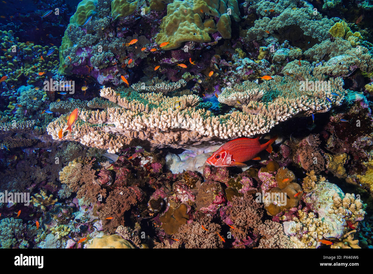 coral reef landscape view at the Red Sea Stock Photo - Alamy
