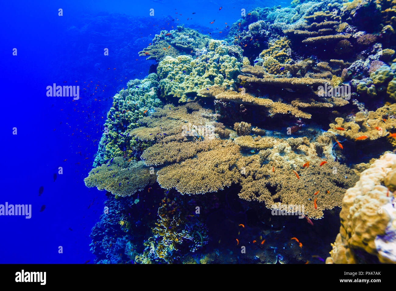 coral reef landscape view at the Red Sea Stock Photo - Alamy