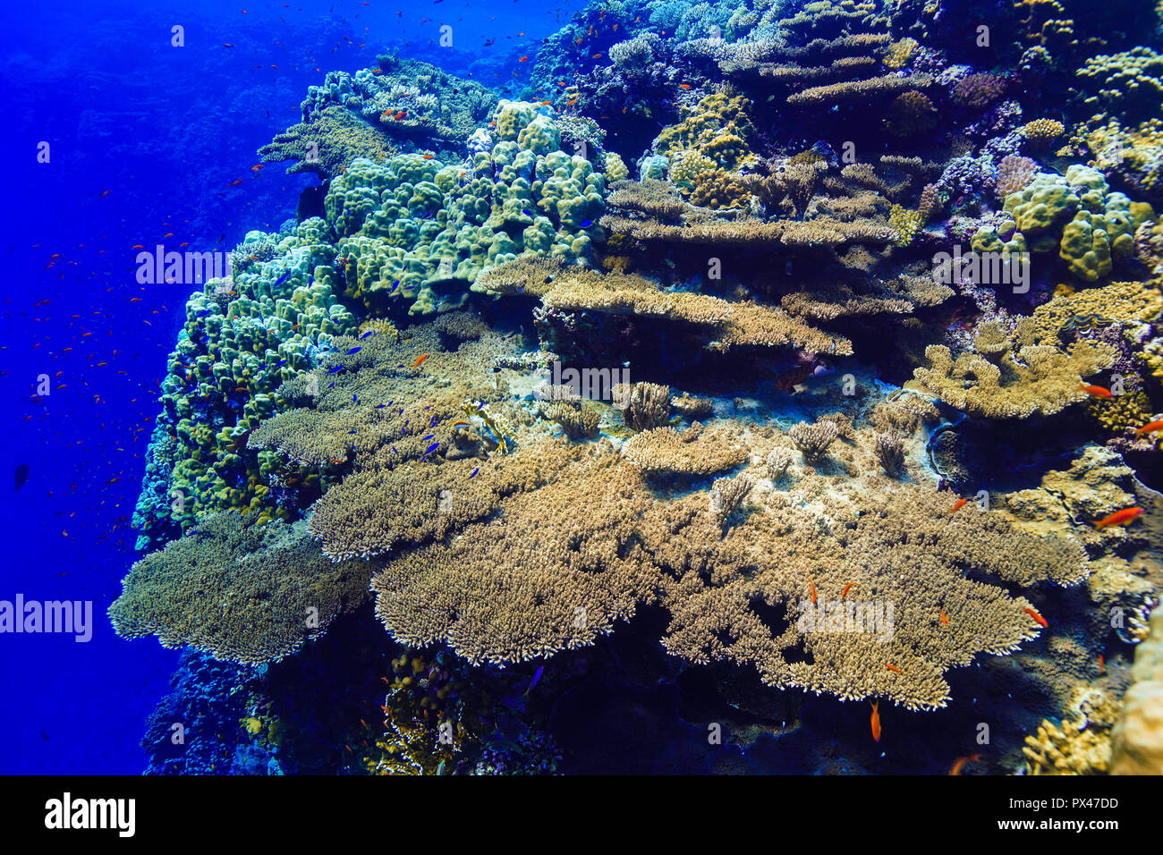 coral reef landscape view at the Red Sea Stock Photo - Alamy