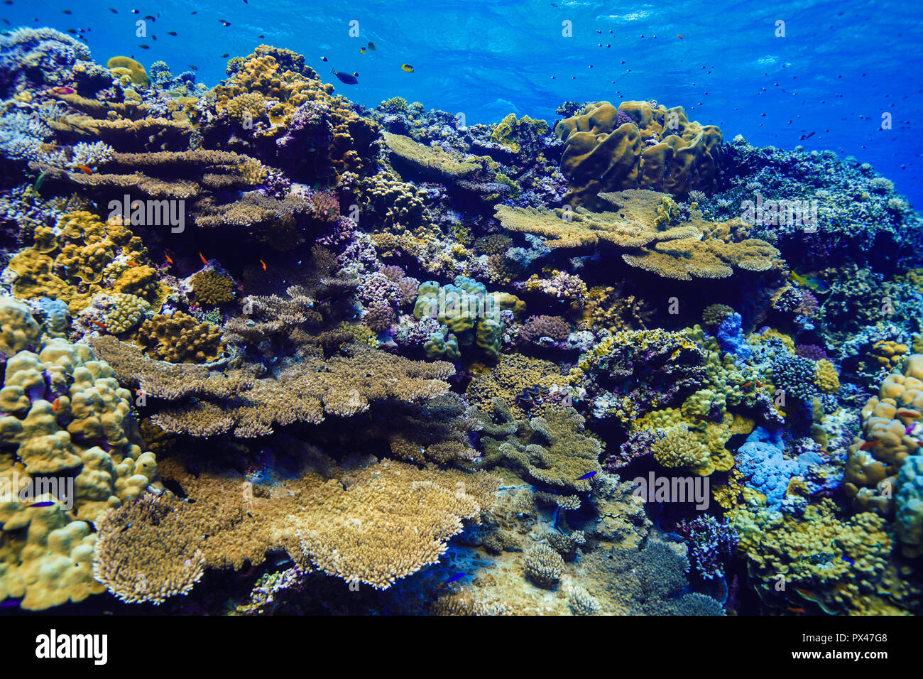 coral reef landscape view at the Red Sea Stock Photo - Alamy