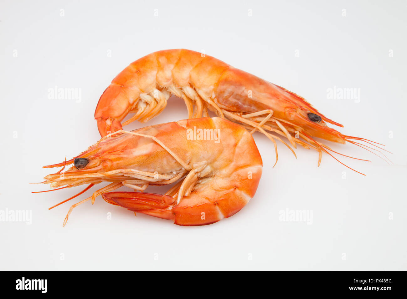 two prawns cooked ready to eat Stock Photo - Alamy
