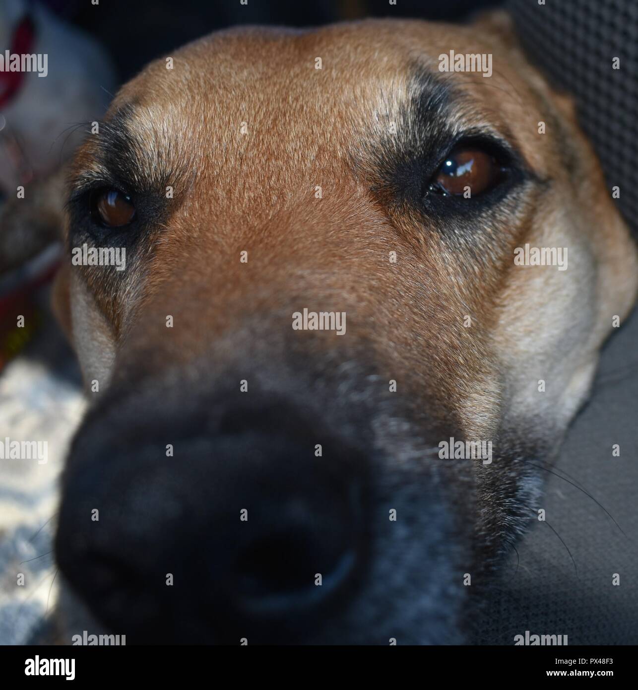 Cute dog close up Stock Photo - Alamy