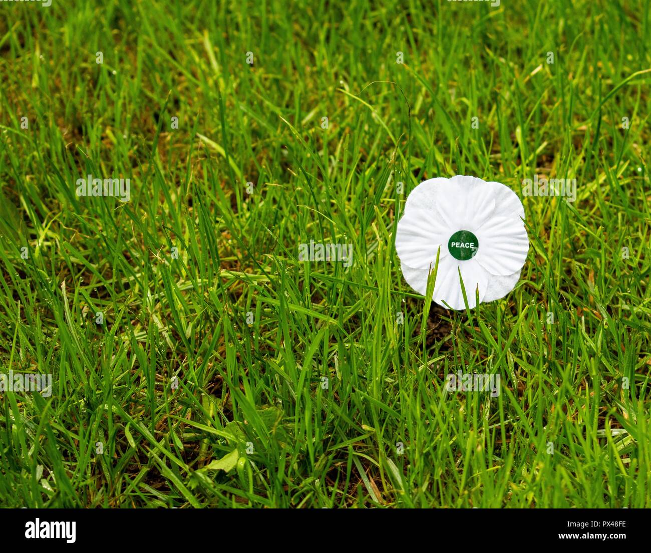 White poppies remembrance White peace poppy Stock Photo - Alamy