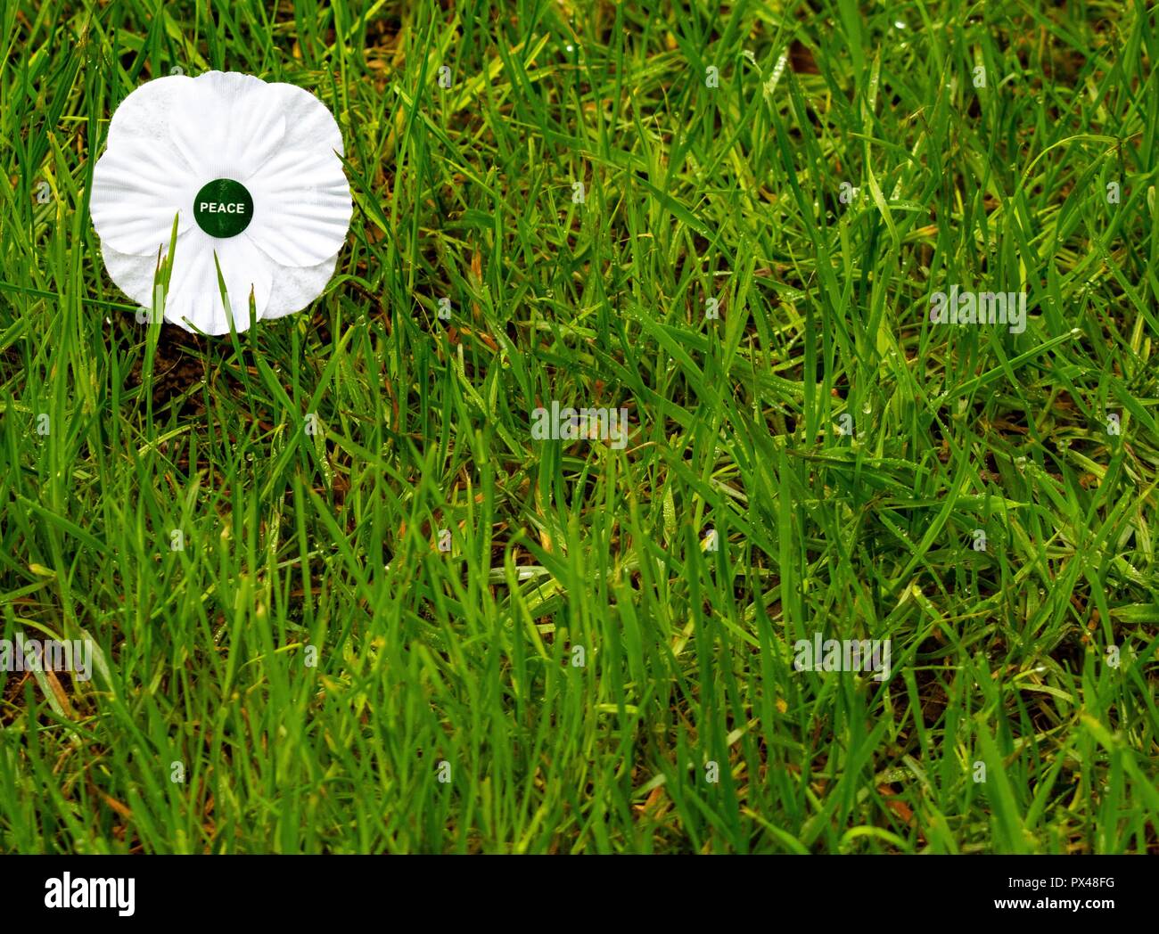 White poppies remembrance White peace poppy Stock Photo - Alamy