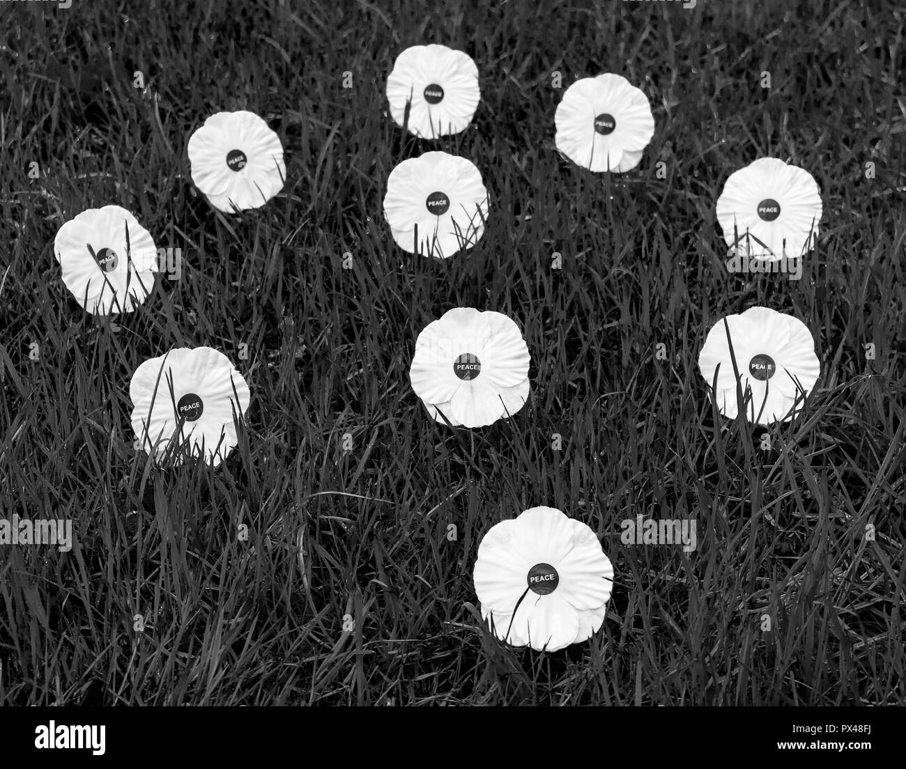 White poppies remembrance White peace poppy Stock Photo - Alamy
