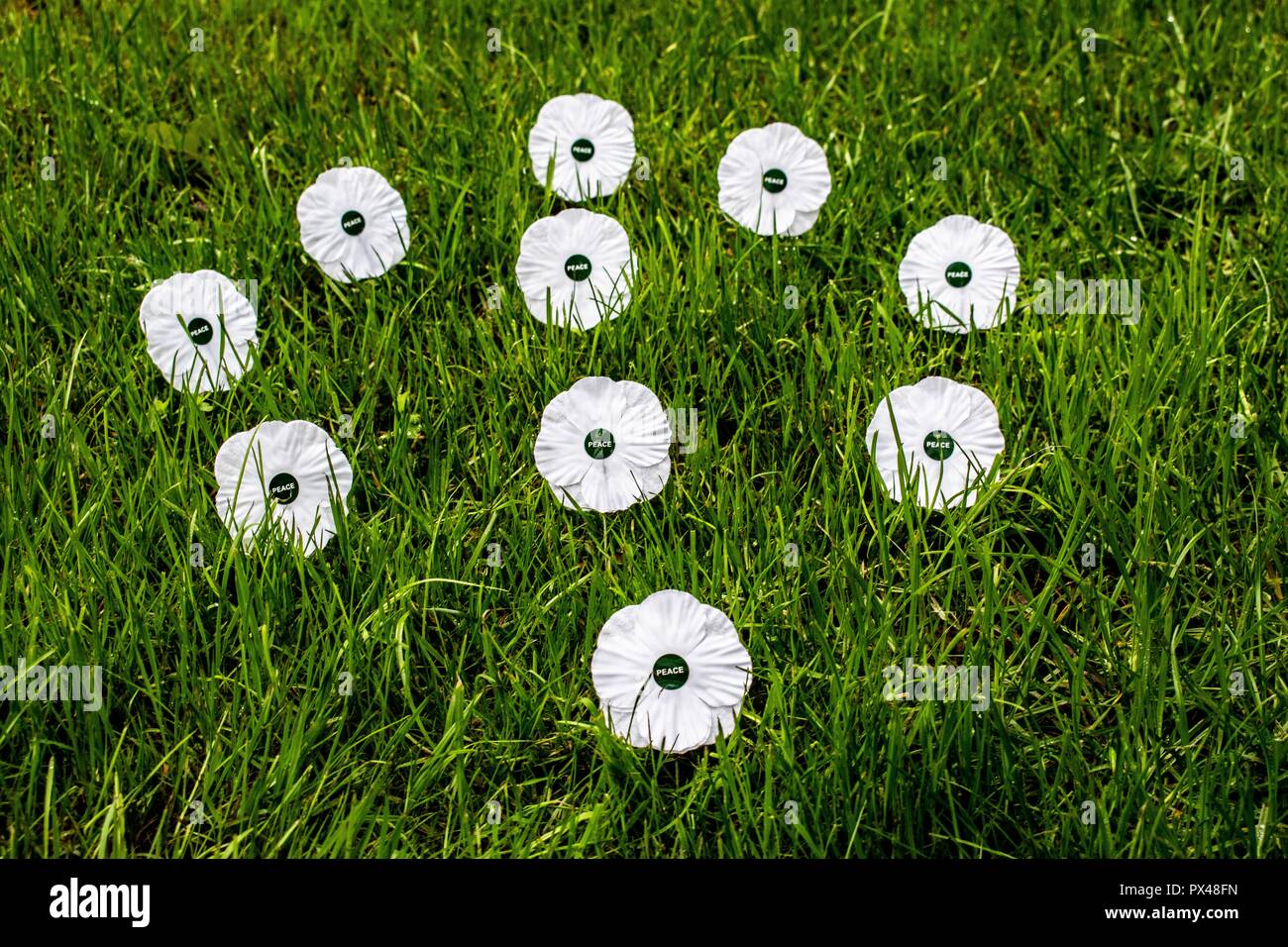 White poppies remembrance White peace poppy Stock Photo - Alamy