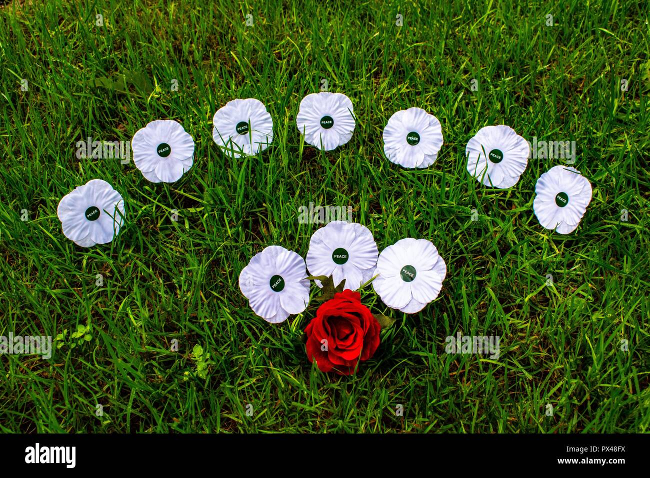 White Poppy Peace High Resolution Stock Photography and Images - Alamy