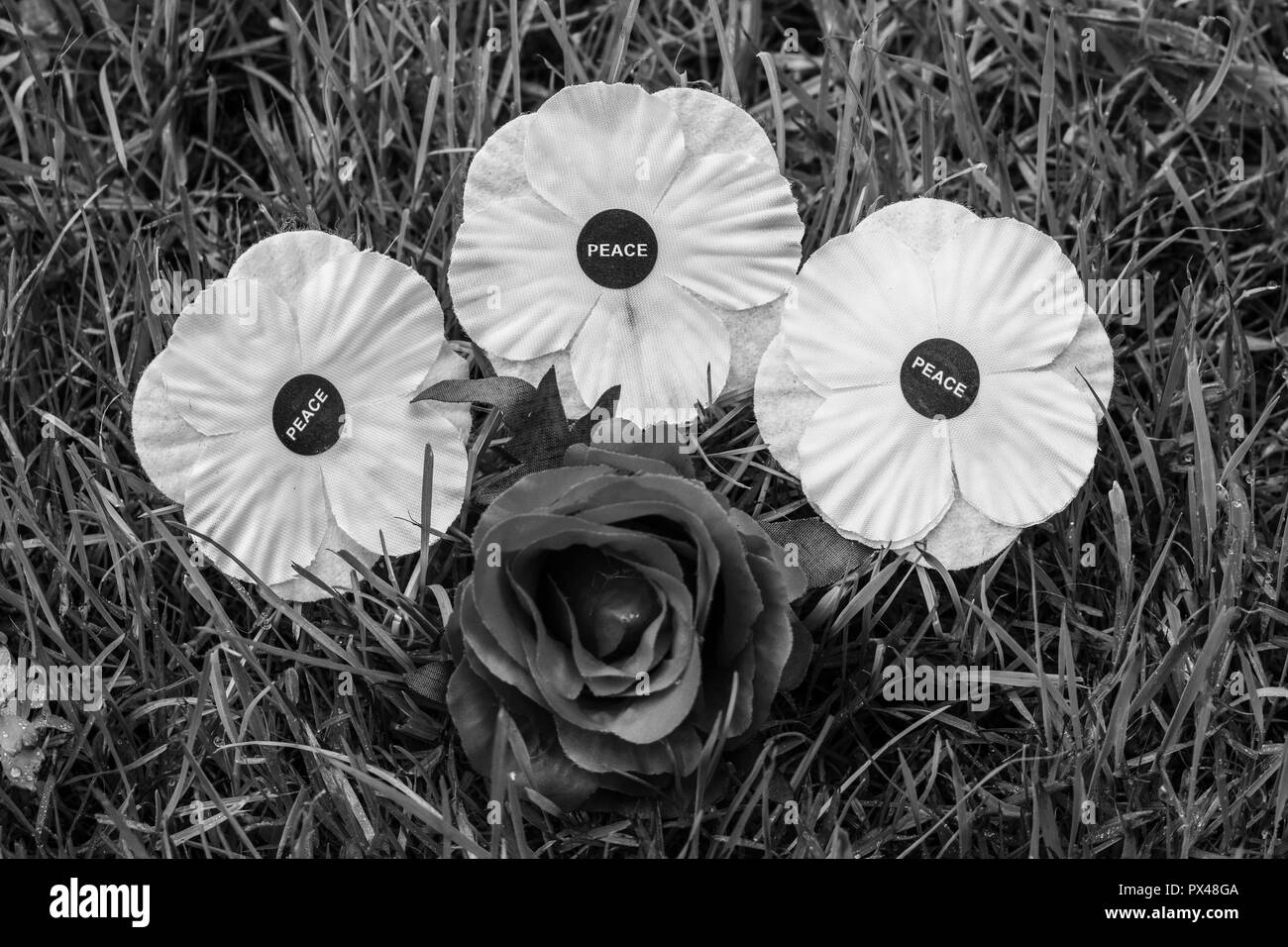 War memorial remembrance poppy Black and White Stock Photos & Images ...