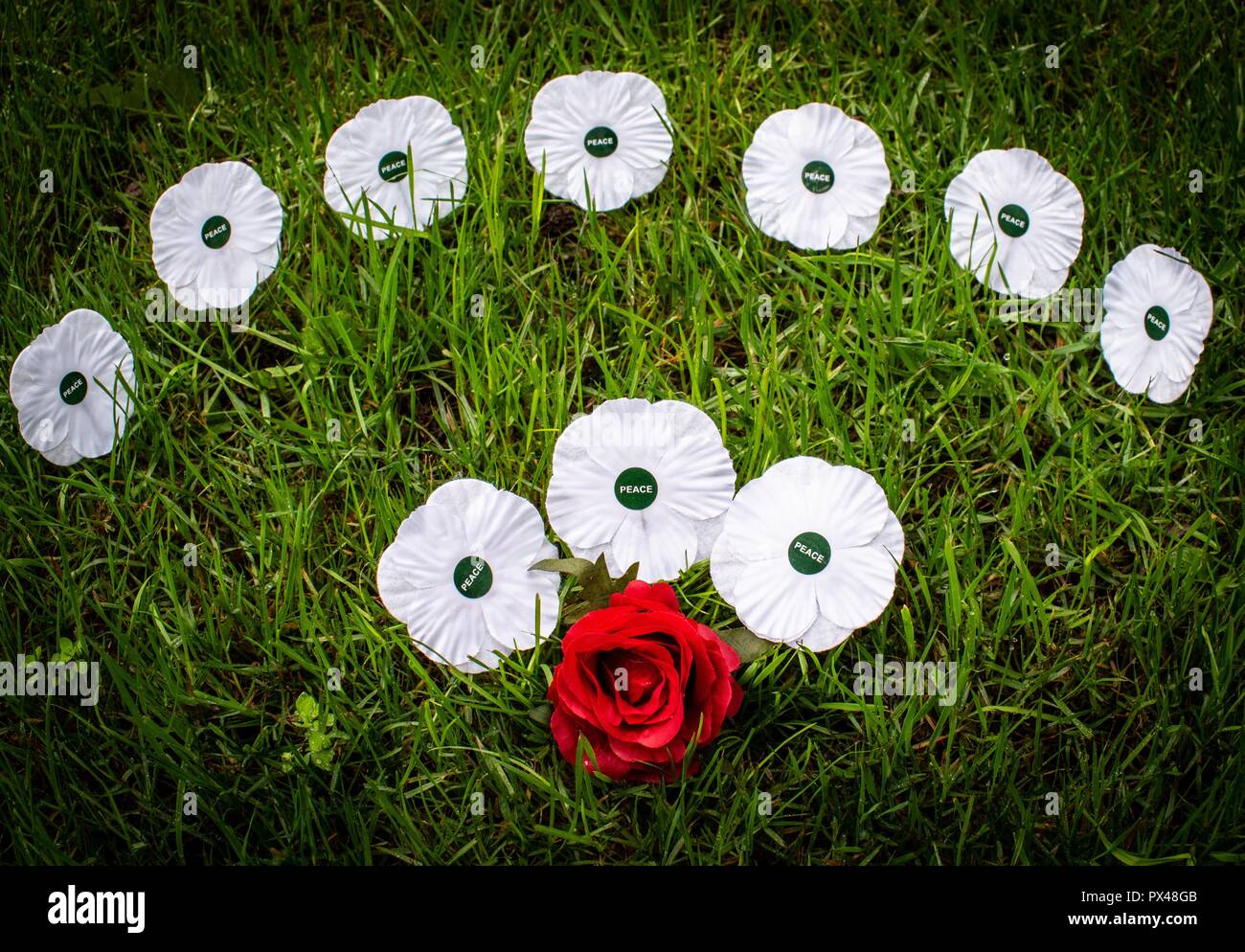 White poppies remembrance White peace poppy Stock Photo - Alamy