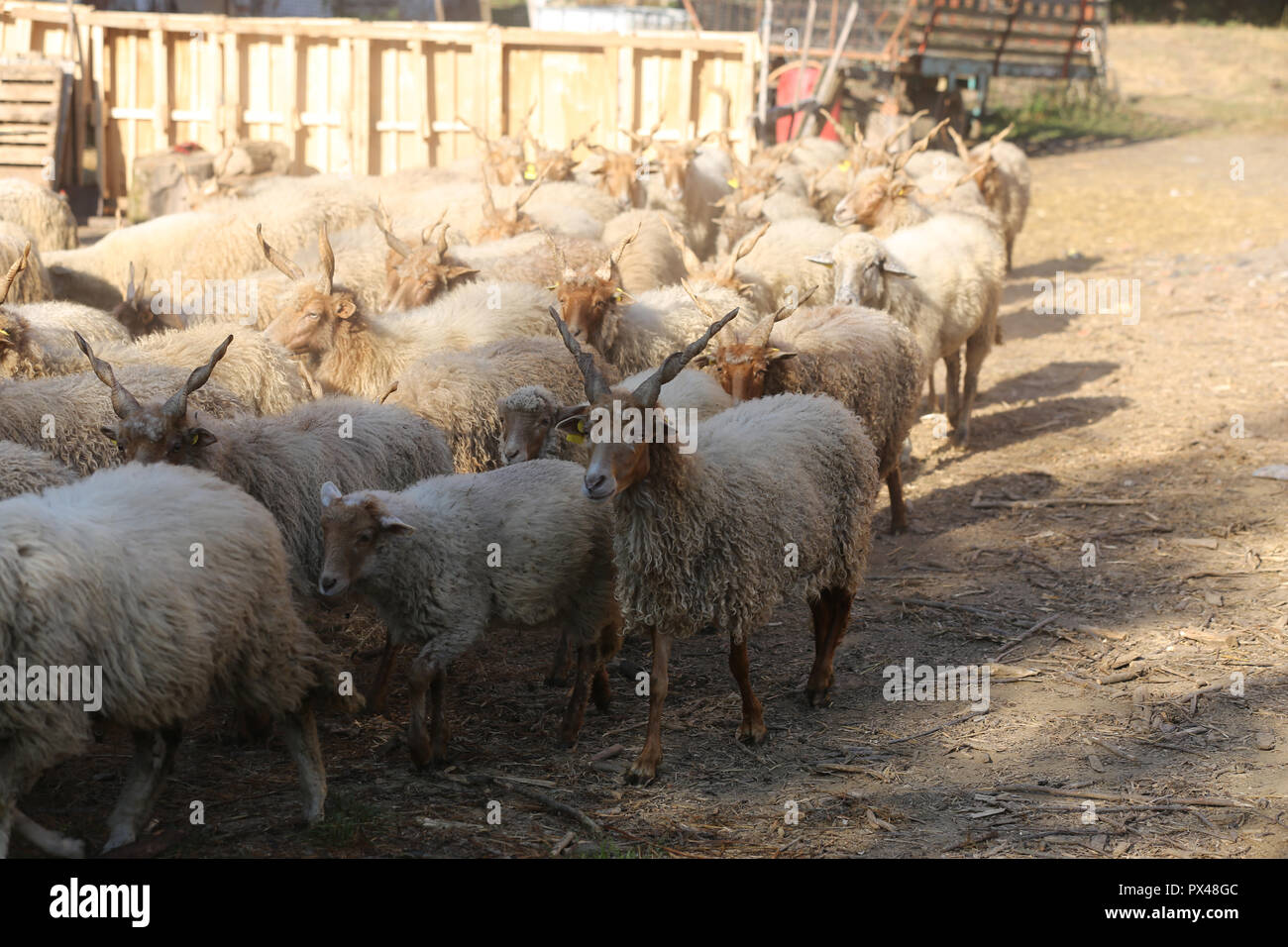 Flock of sheep in low lights rural scene at animal farm Stock Photo - Alamy
