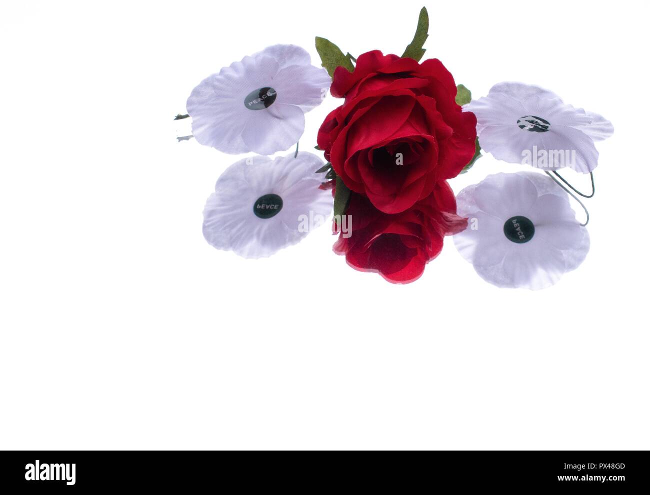 White poppies remembrance White peace poppy Stock Photo - Alamy