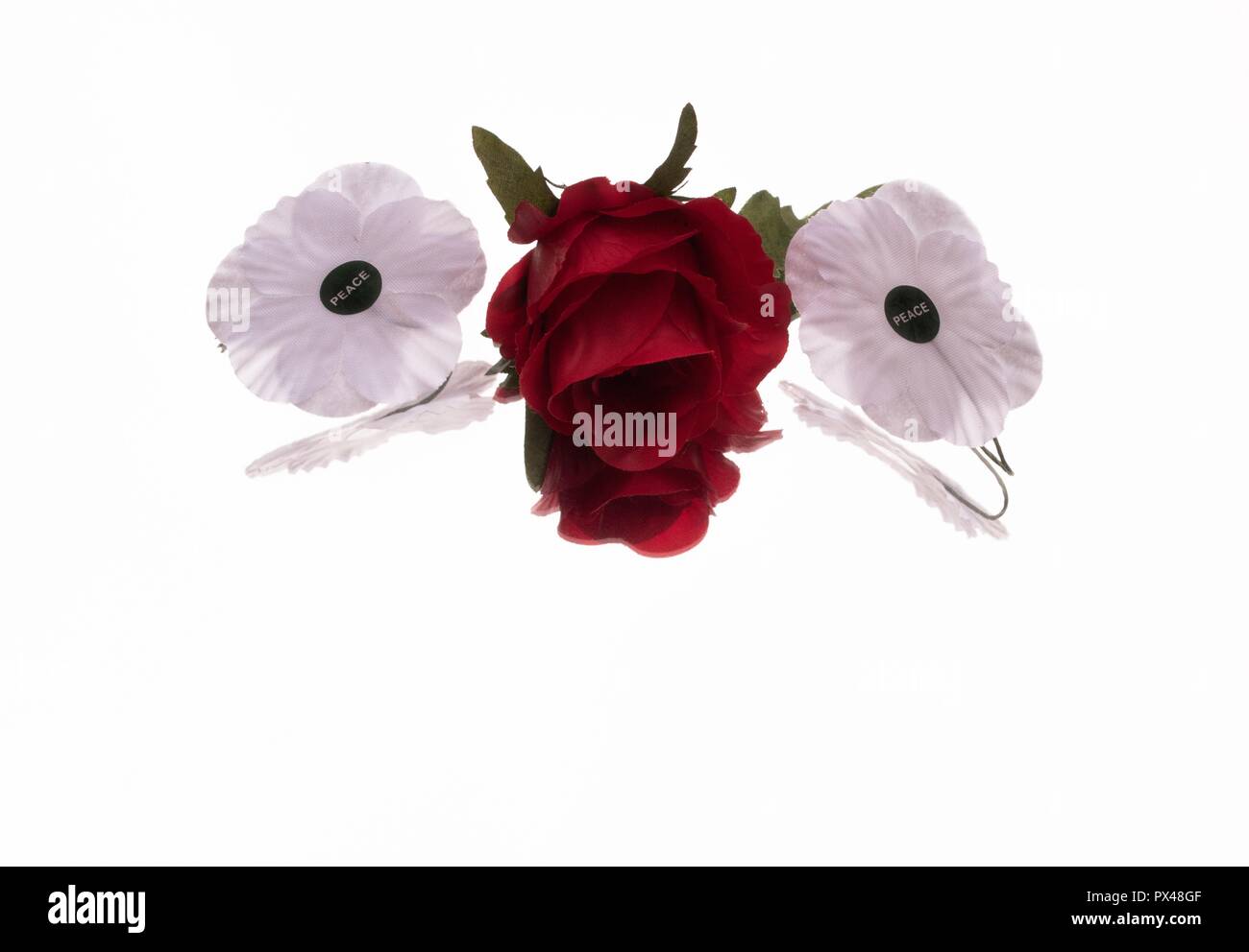 White poppies remembrance White peace poppy Stock Photo - Alamy