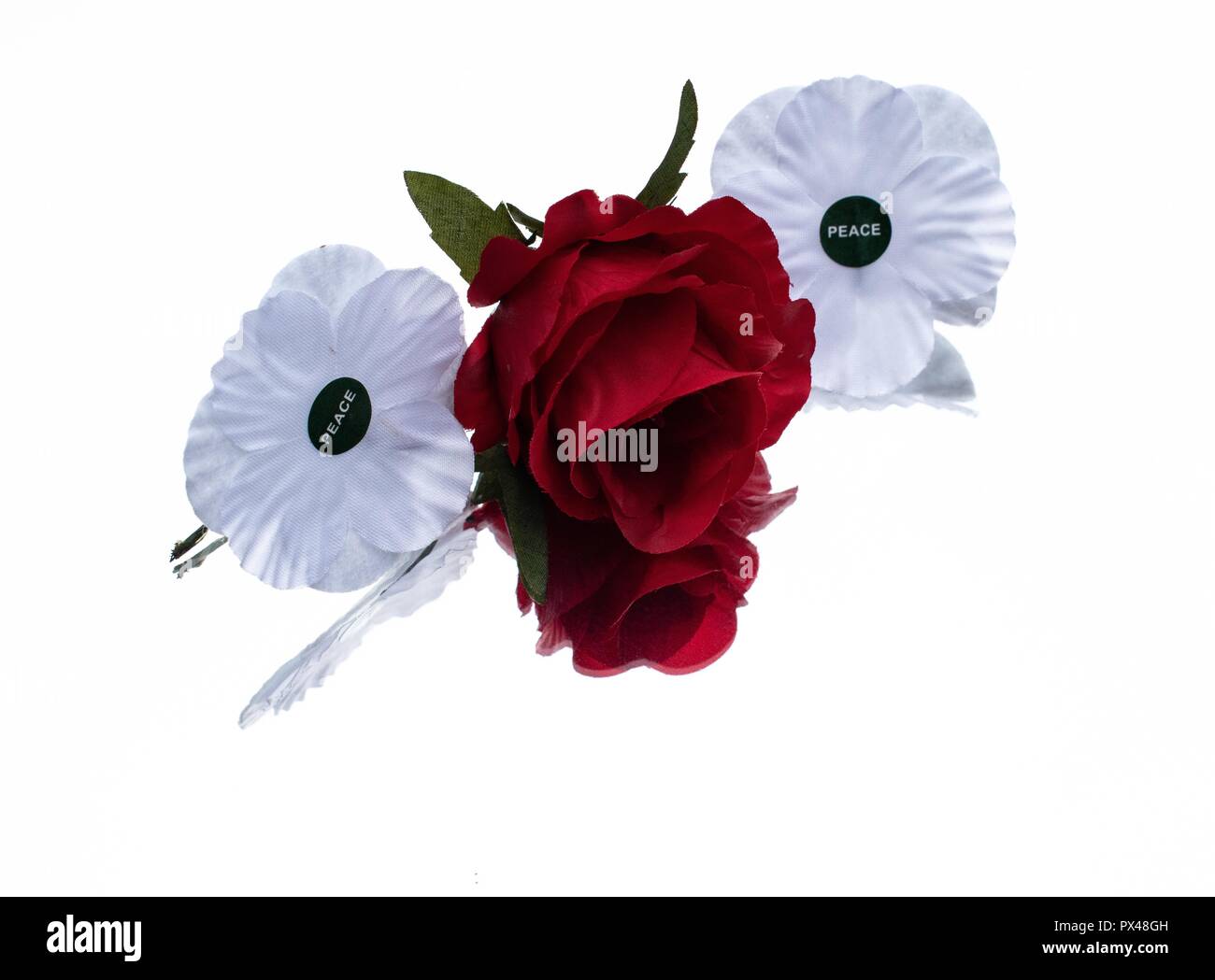White poppies remembrance White peace poppy Stock Photo - Alamy
