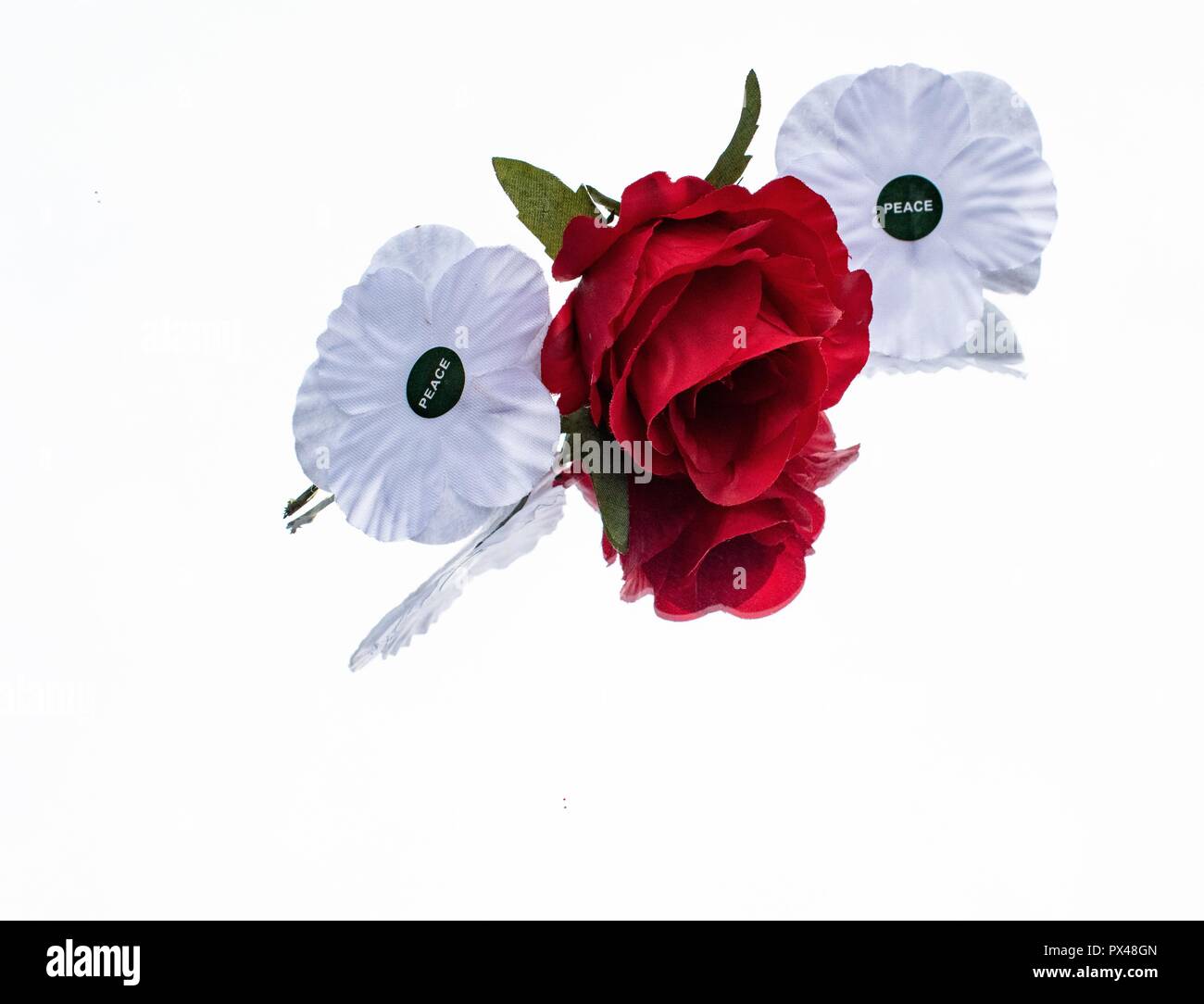 White poppies remembrance White peace poppy Stock Photo - Alamy