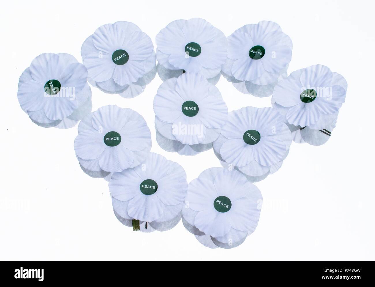 White poppies remembrance White peace poppy Stock Photo - Alamy