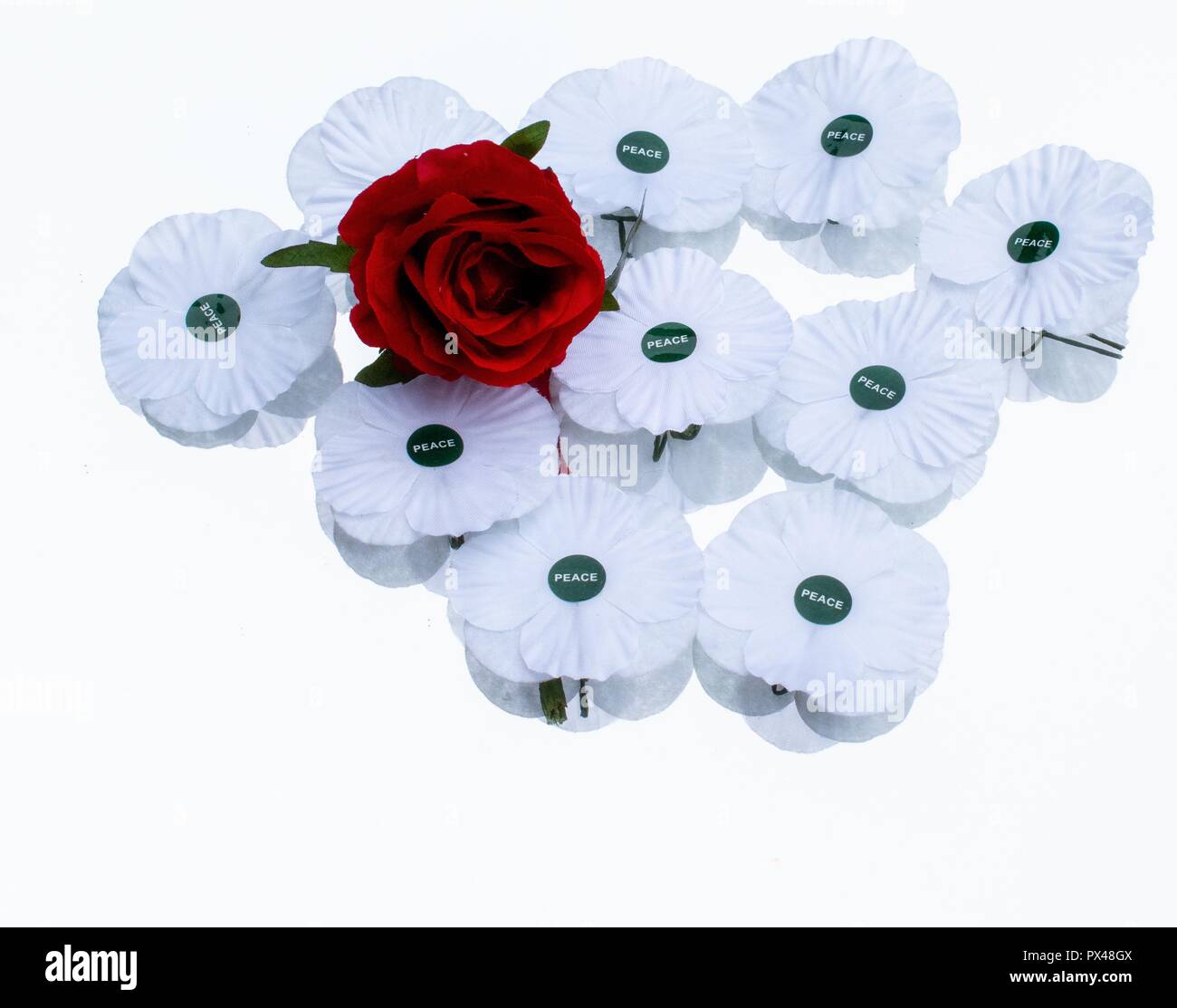 White poppies remembrance White peace poppy Stock Photo - Alamy