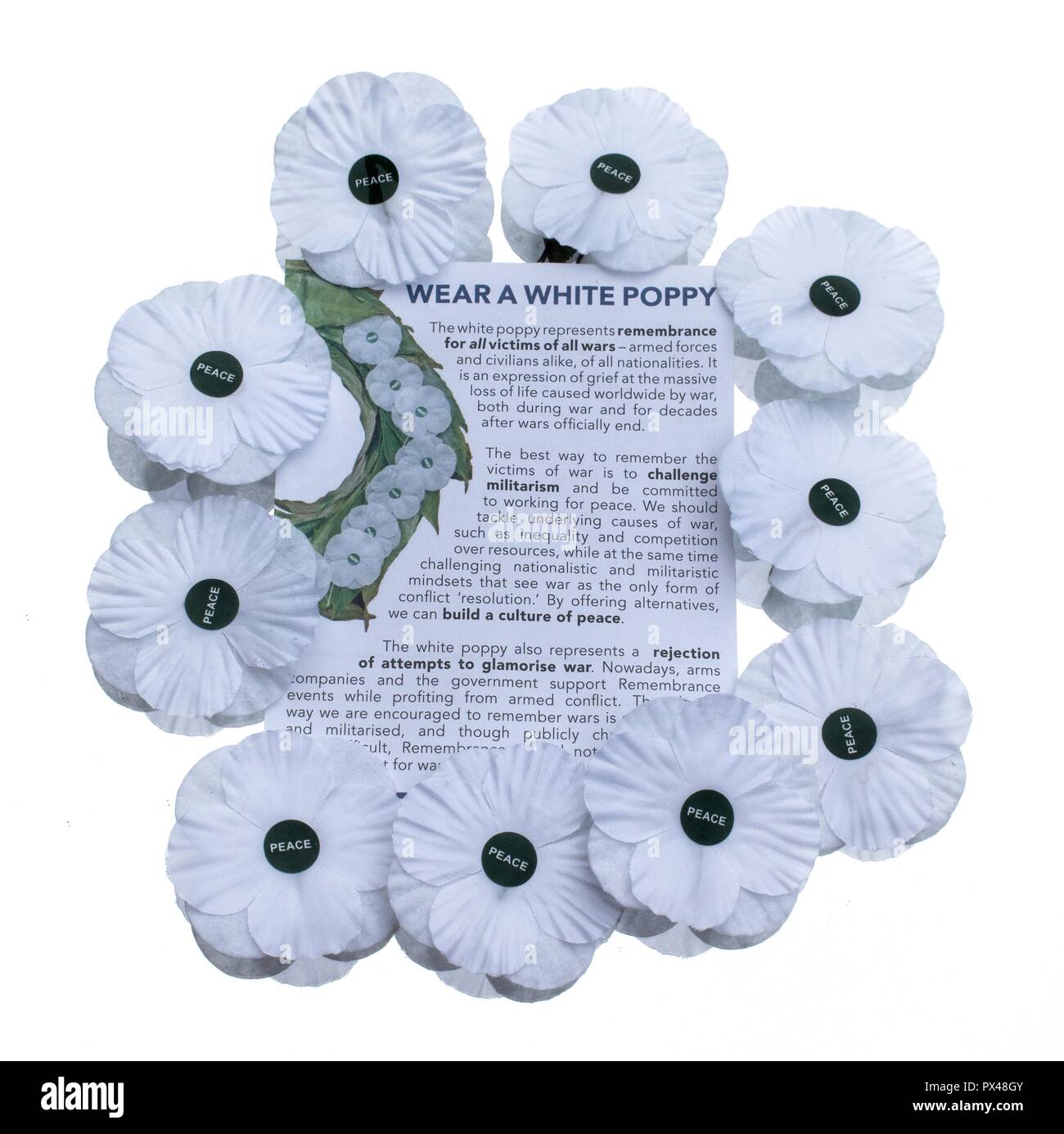 White poppies remembrance White peace poppy Stock Photo - Alamy