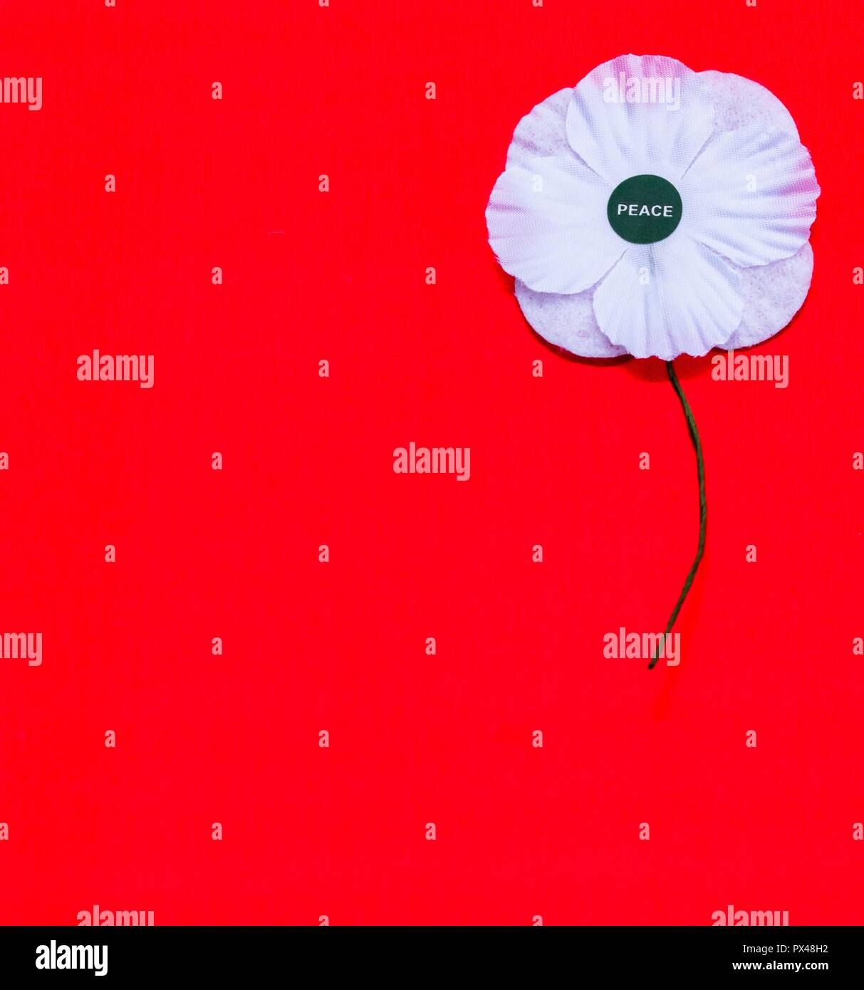 White poppies remembrance White peace poppy Stock Photo - Alamy