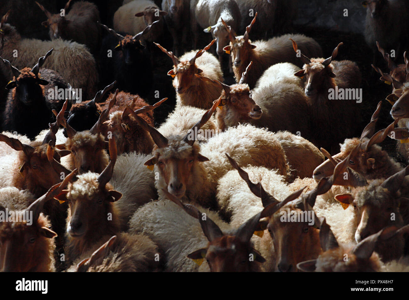 Flock of sheep in low lights rural scene at animal farm Stock Photo - Alamy