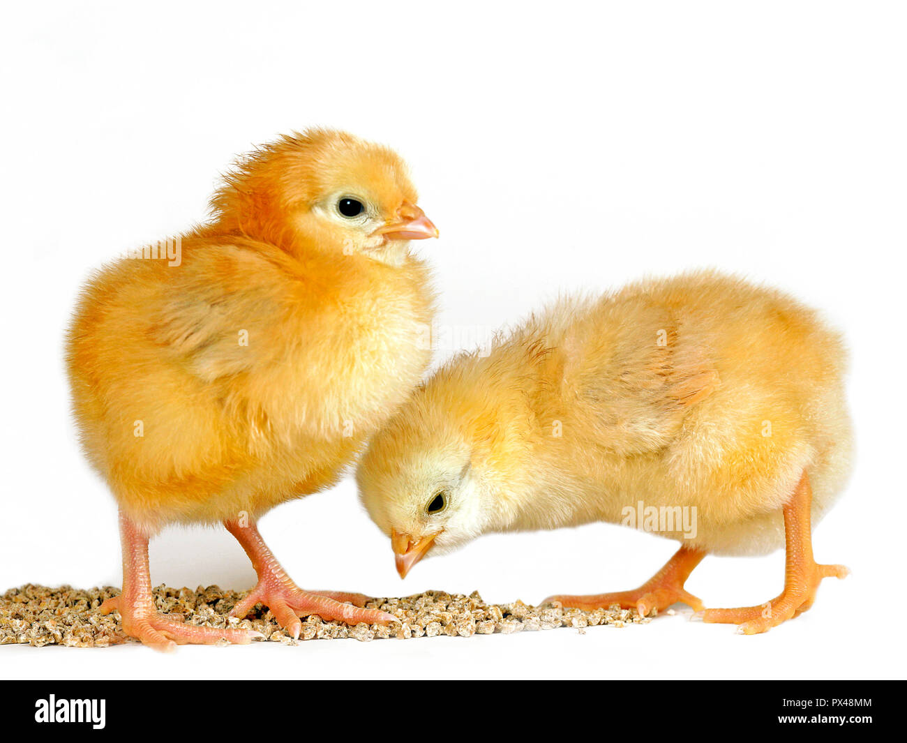 Birds feeding their young Cut Out Stock Images & Pictures - Alamy