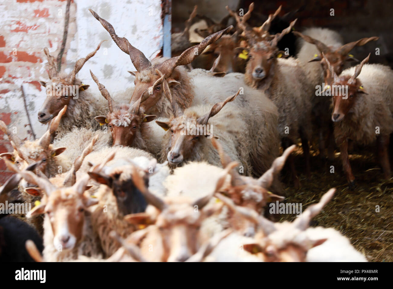 Authentic hungarian sheep breed name is racka sheep Stock Photo - Alamy