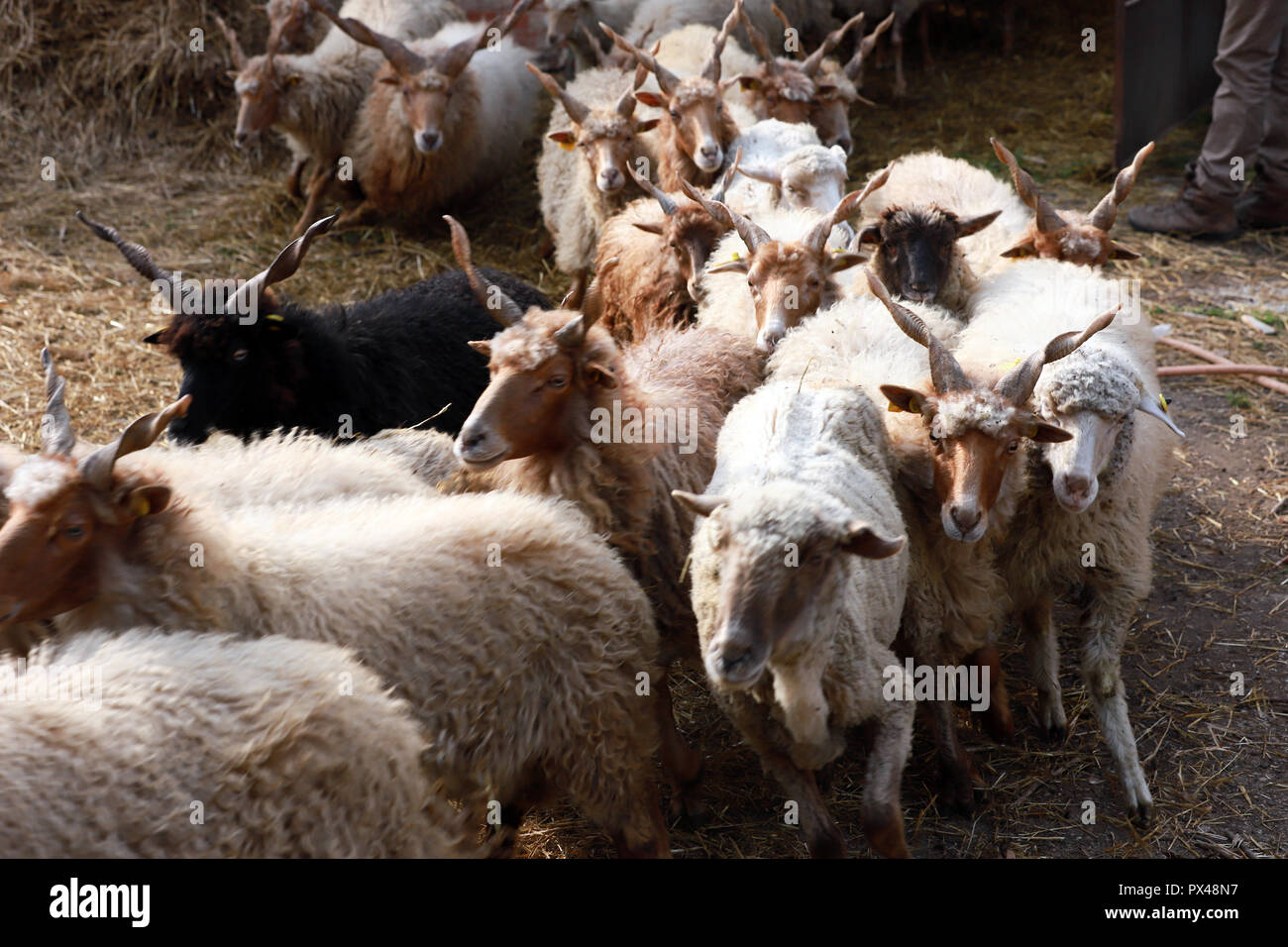 Authentic hungarian sheep breed name is racka sheep Stock Photo - Alamy