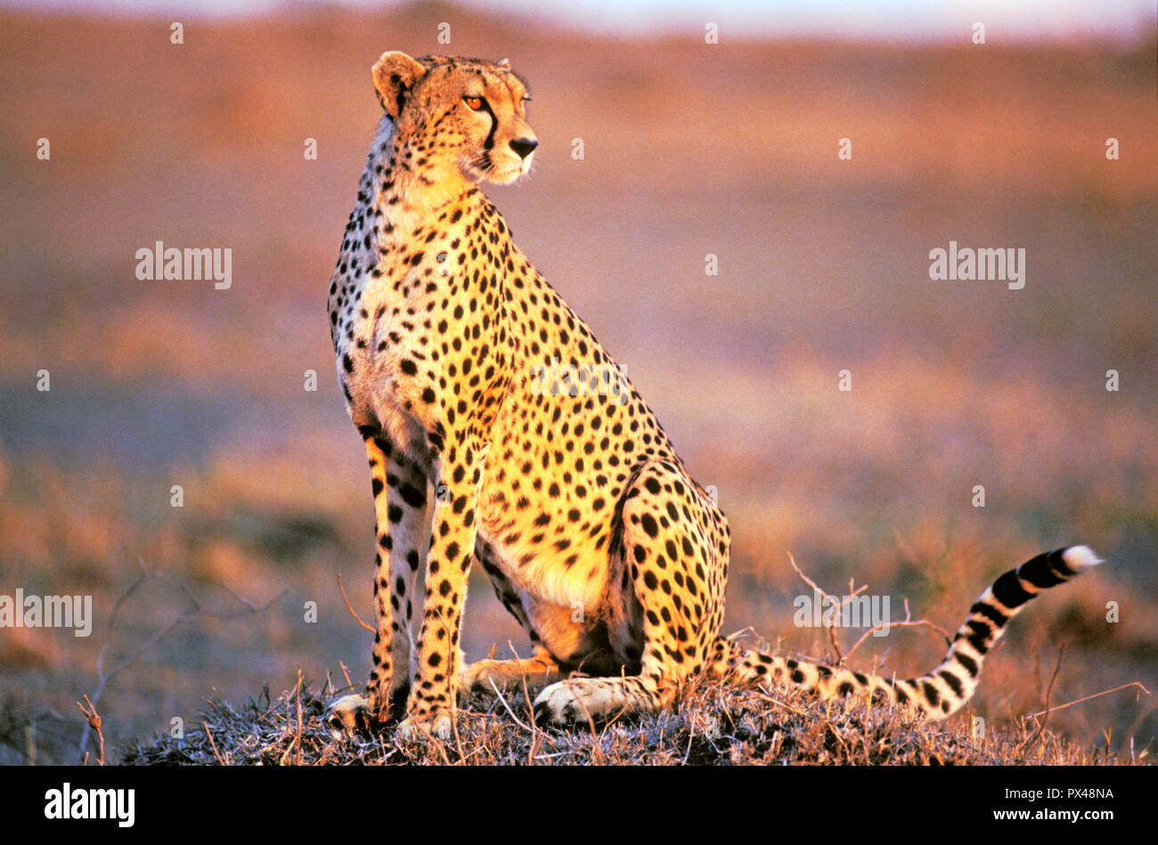 Cheetah sitting in Savannah in late afternoon sunlight Stock Photo - Alamy