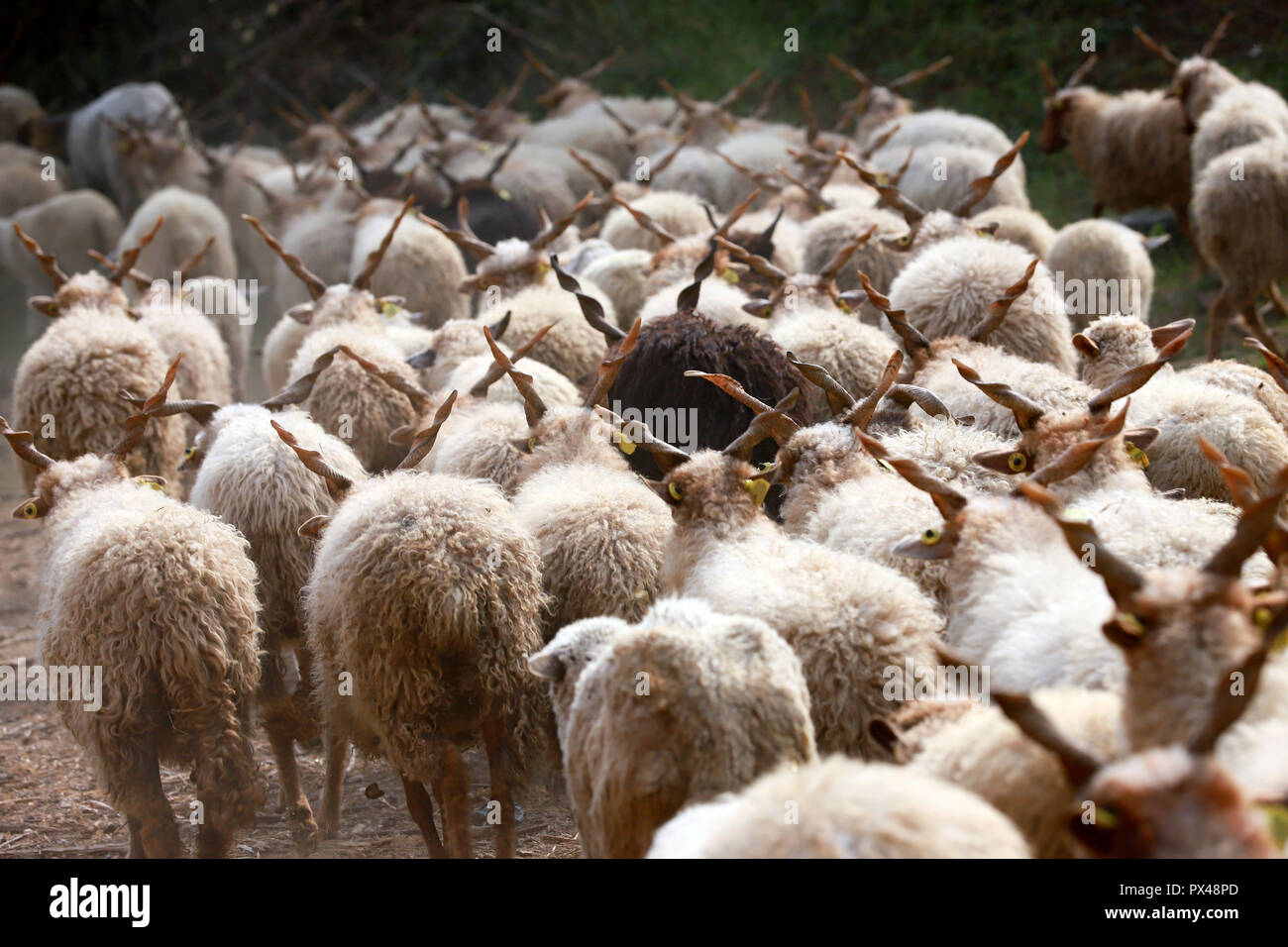 Authentic hungarian sheep breed name is racka sheep Stock Photo - Alamy