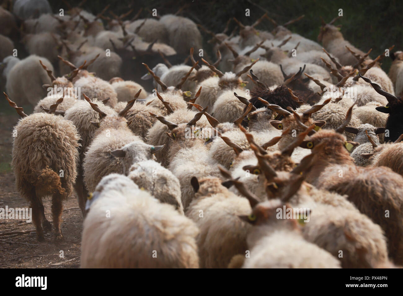 Authentic hungarian sheep breed name is racka sheep Stock Photo - Alamy