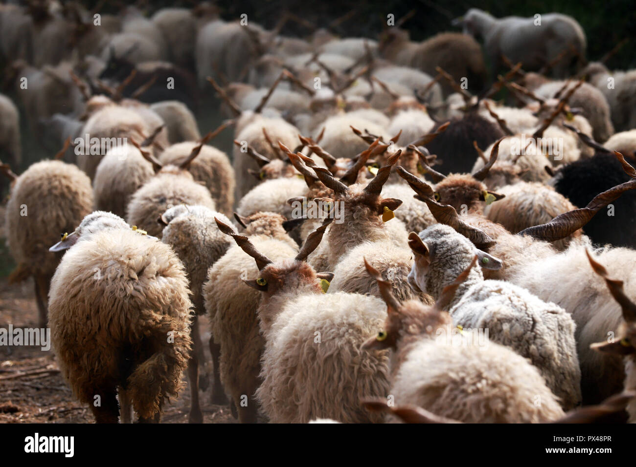 Authentic hungarian sheep breed name is racka sheep Stock Photo - Alamy